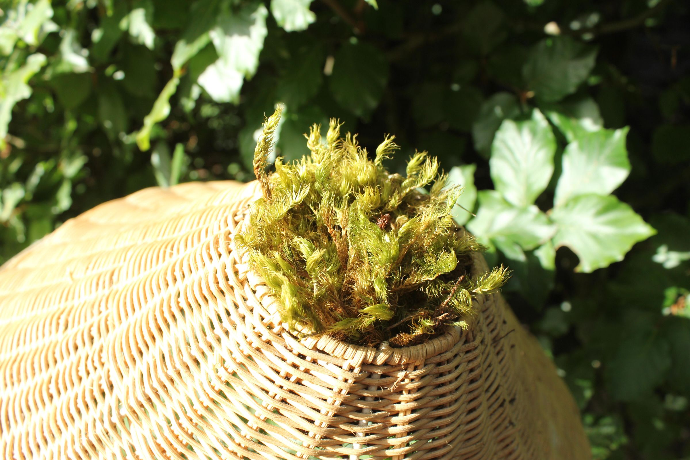 Lampshade to Planter Conversion : 6 Steps (with Pictures) - Instructables