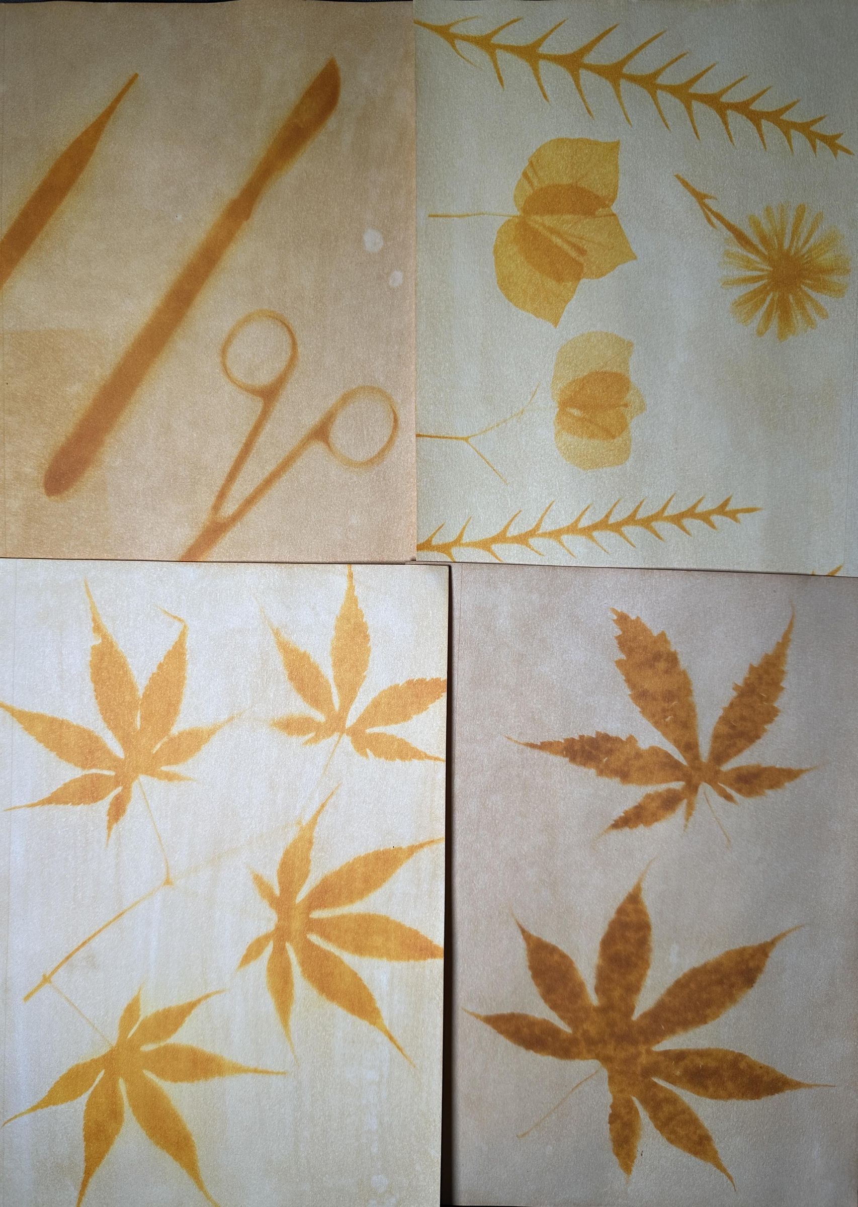 Turmeric Sun Prints/ Impresiones Solares Con Cúrcuma : 12 Steps (with ...