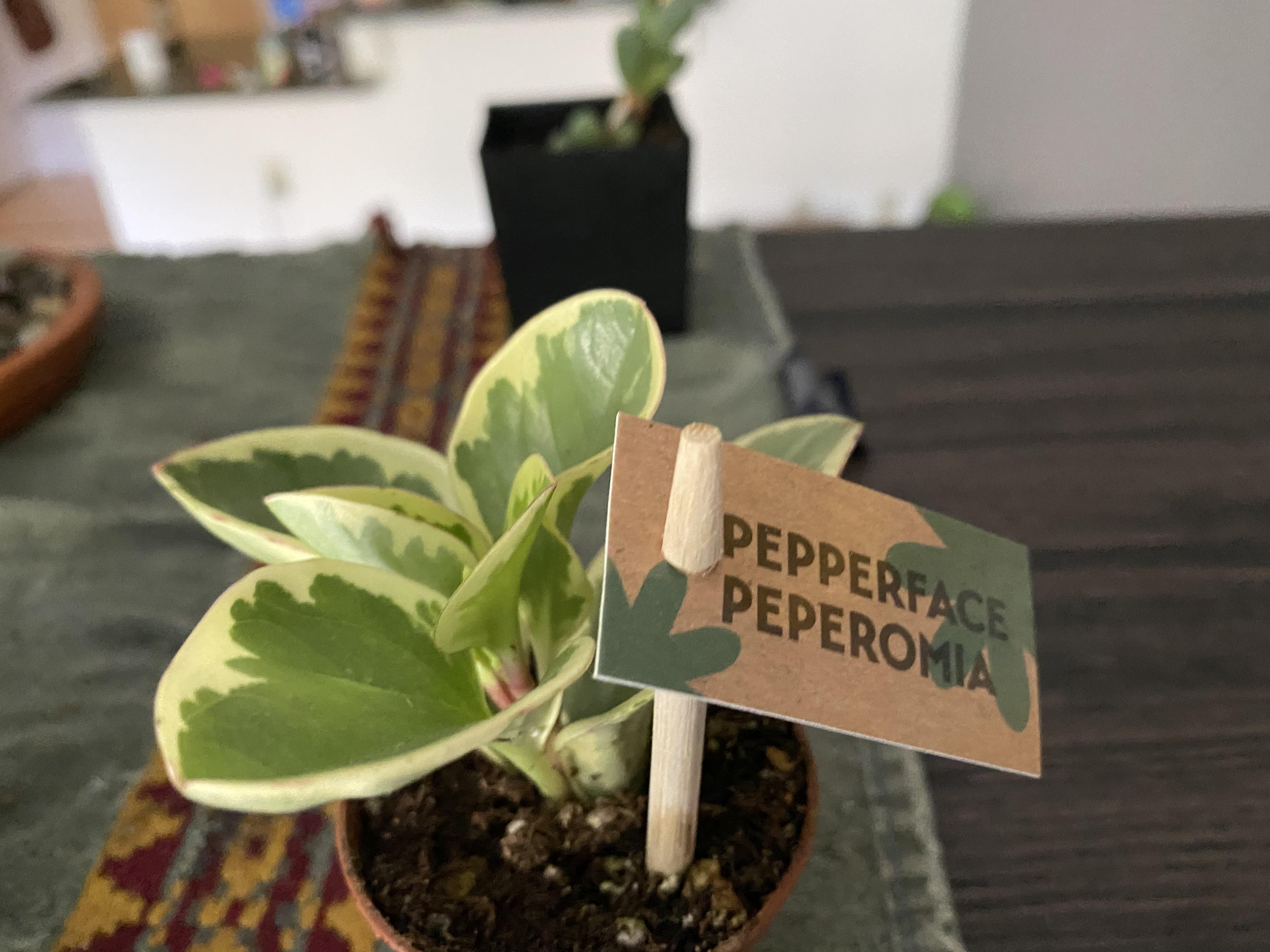 How to Build a Paludarium : 7 Steps (with Pictures) - Instructables