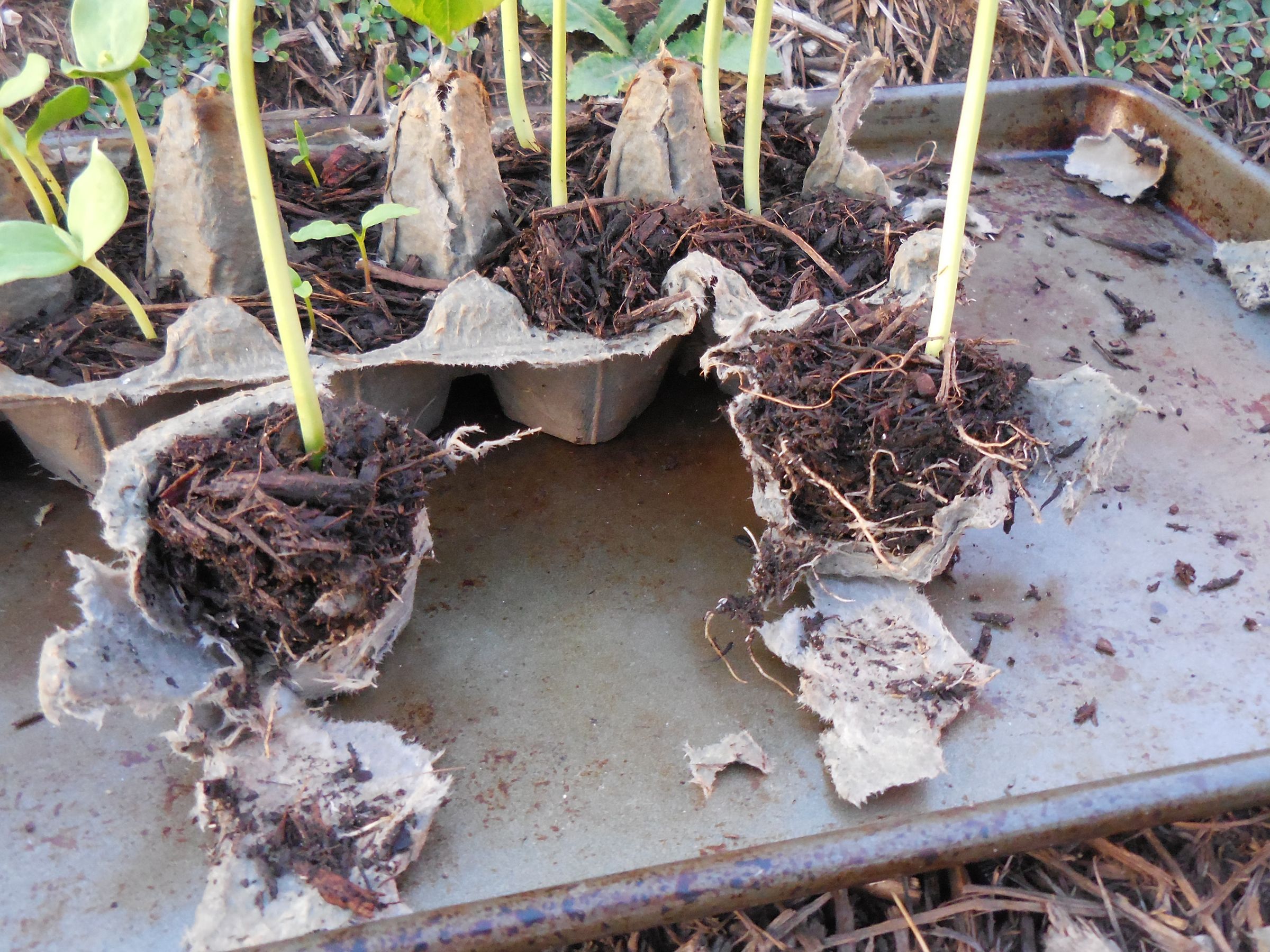 Starting Seeds in Egg Cartons : 5 Steps - Instructables