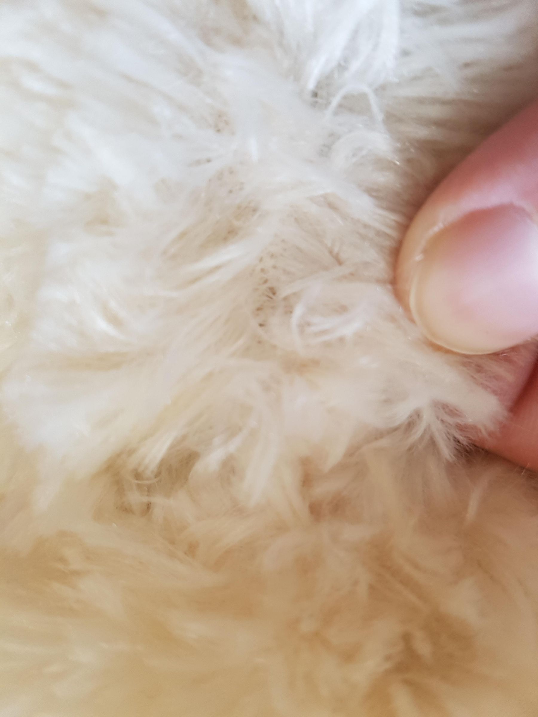 Turn Your Pet Into a Real Life Teddy Bear : 7 Steps (with Pictures ...