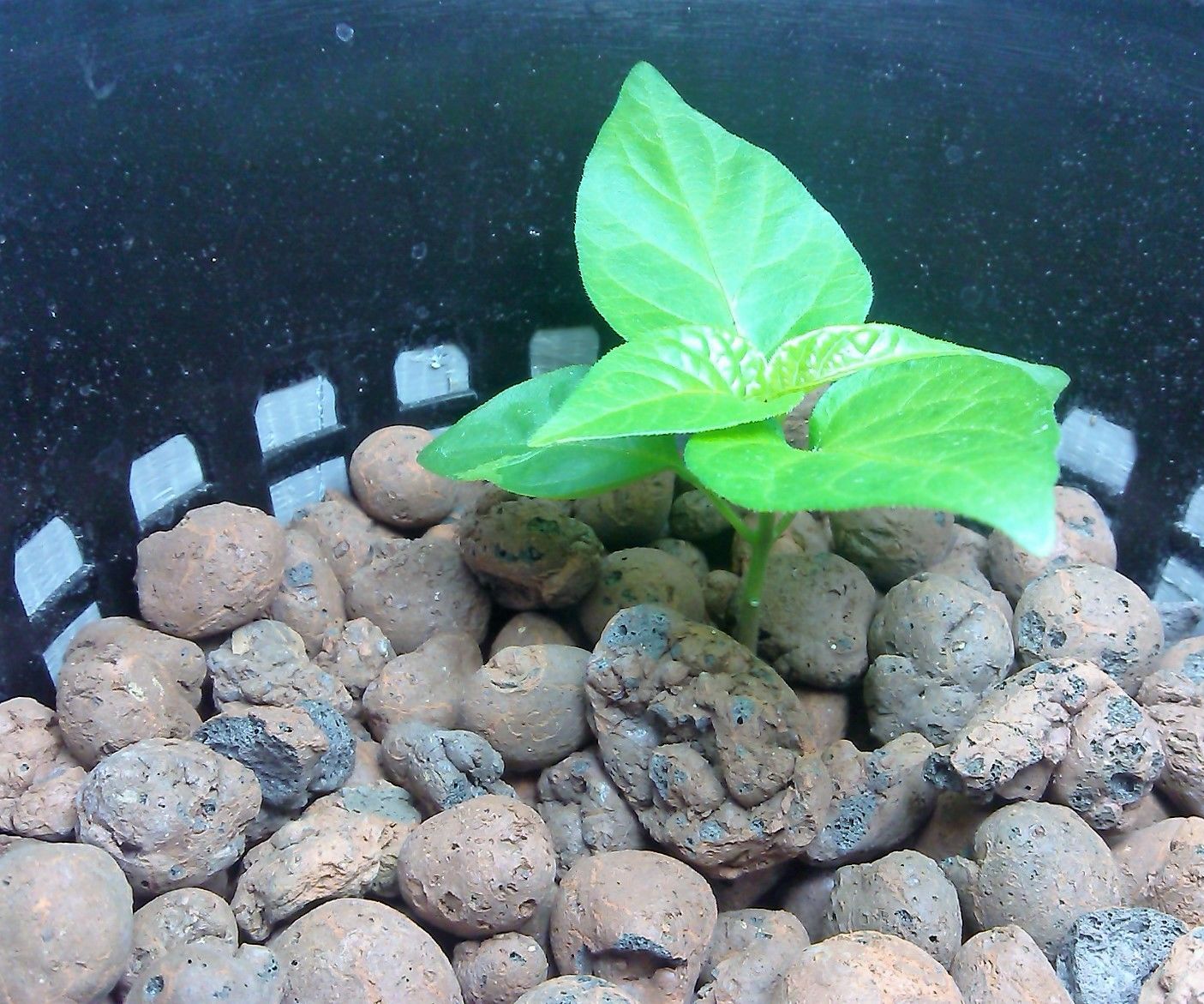 How to Make a DWC (Bubbler Hydroponics) for Bhut Jolokia Plant (Ghost ...