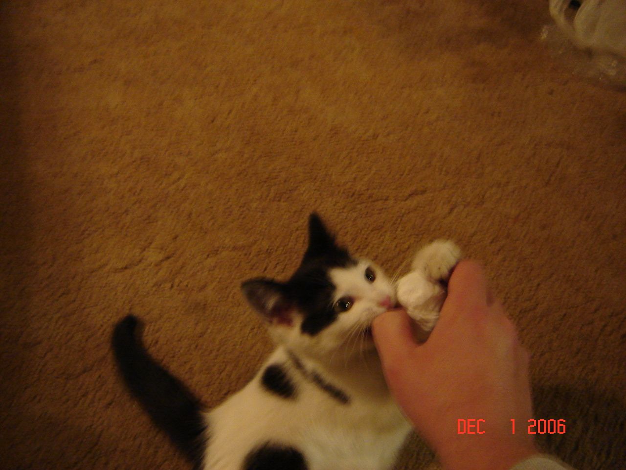 Teach Your Cat to Fetch : 6 Steps (with Pictures) - Instructables