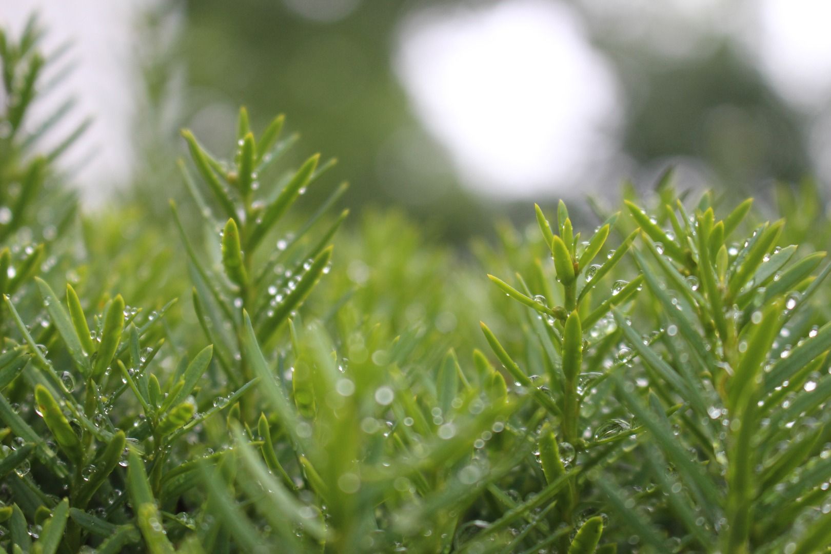 A Complete Beginner's Guide to Raw Files and Raw Processing : 11 Steps ...