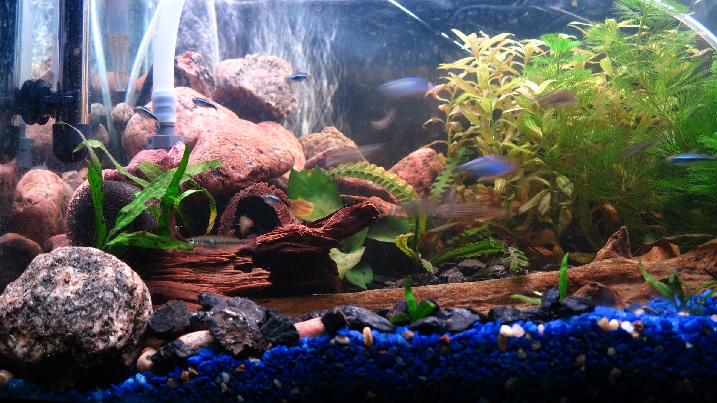 Ebb and Flow Aquaponics for the Office : 12 Steps (with Pictures ...