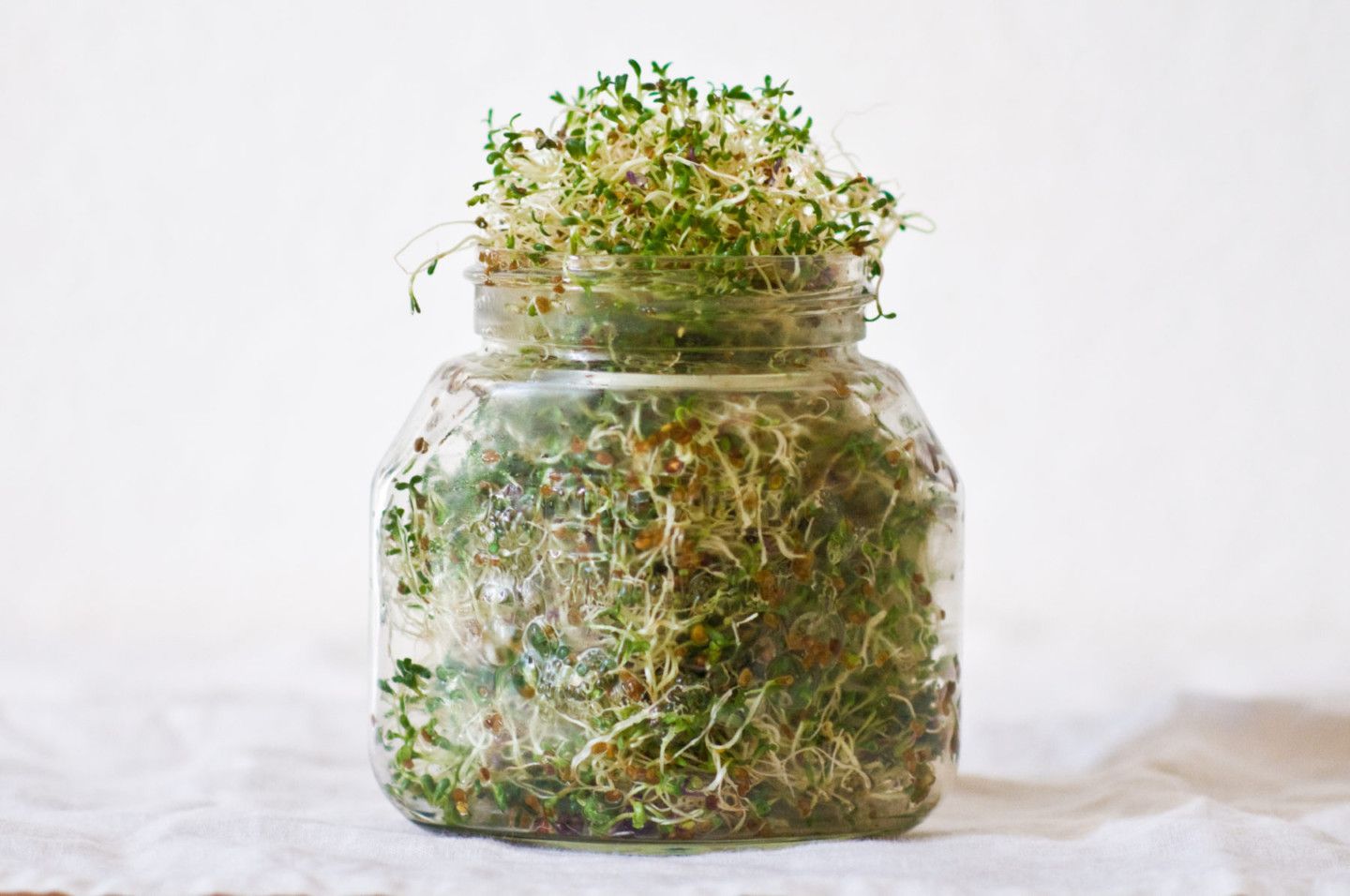 Ultimate Step by Step Sprouting Guide : 6 Steps (with Pictures ...