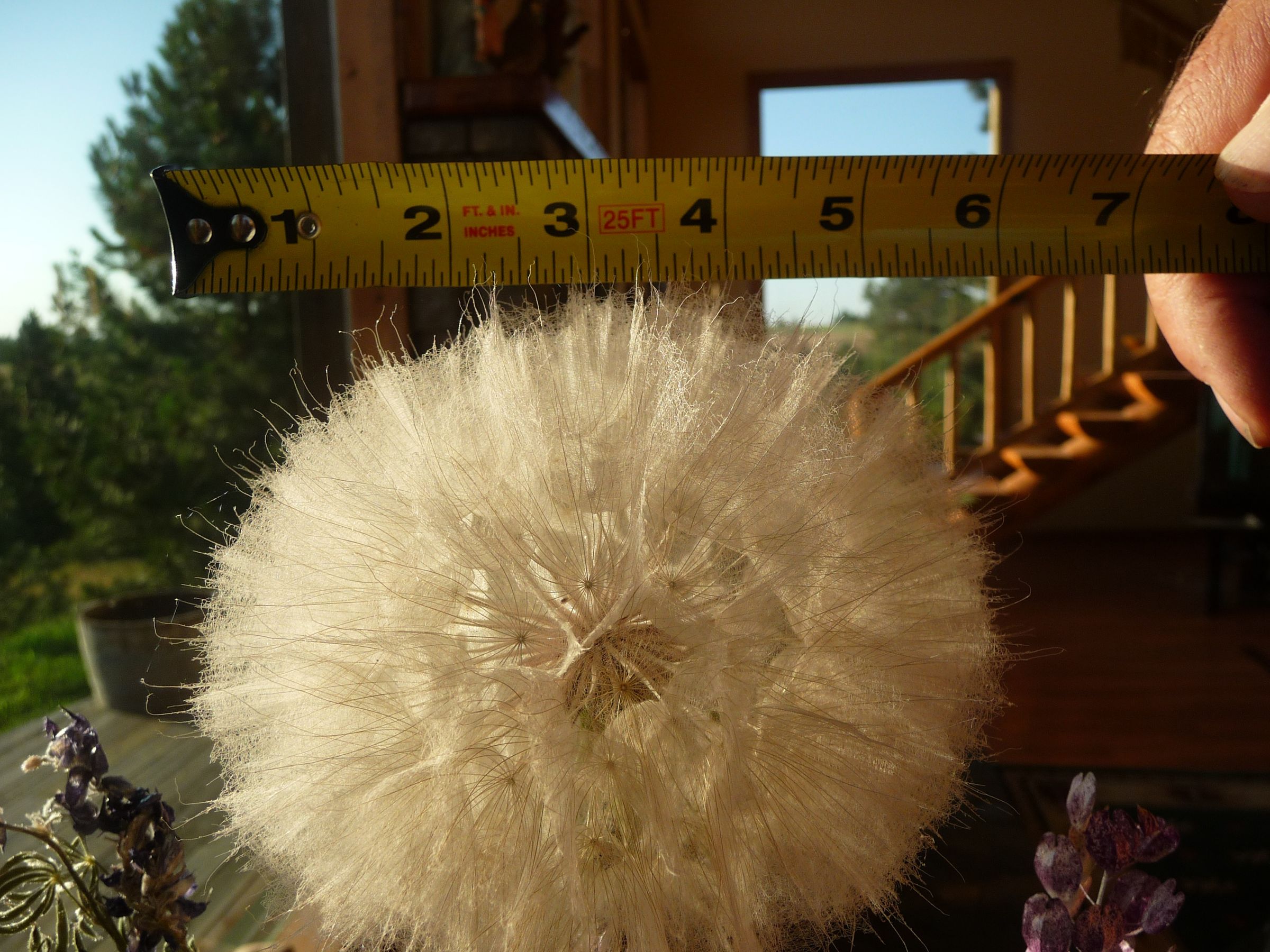 Preserving Nature With Spray Paint ... Really! : 3 Steps (with Pictures ...