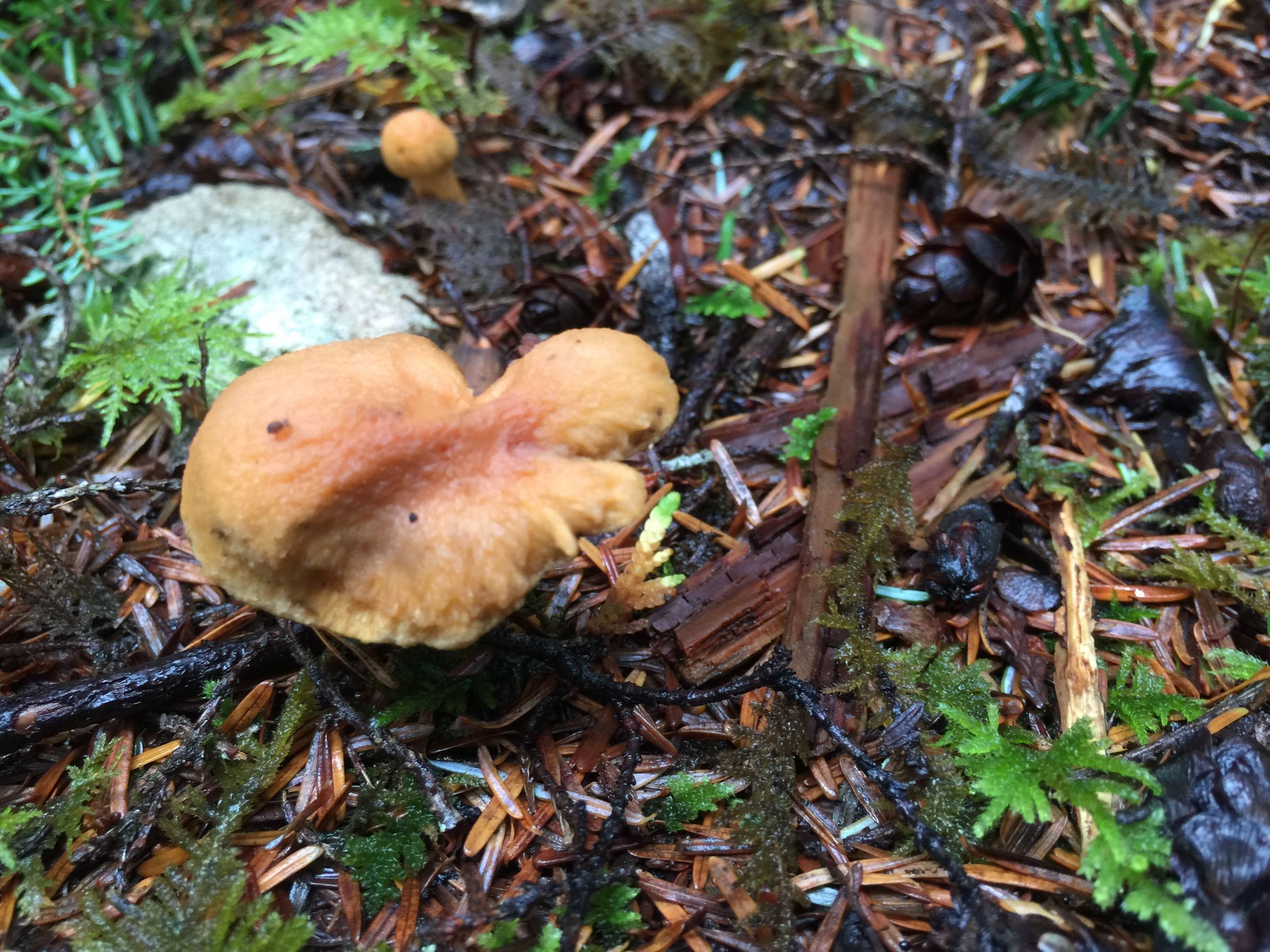 Nature Tracker: Parameter Mapping With the Intel Edison : 7 Steps (with Pictures) - Instructables