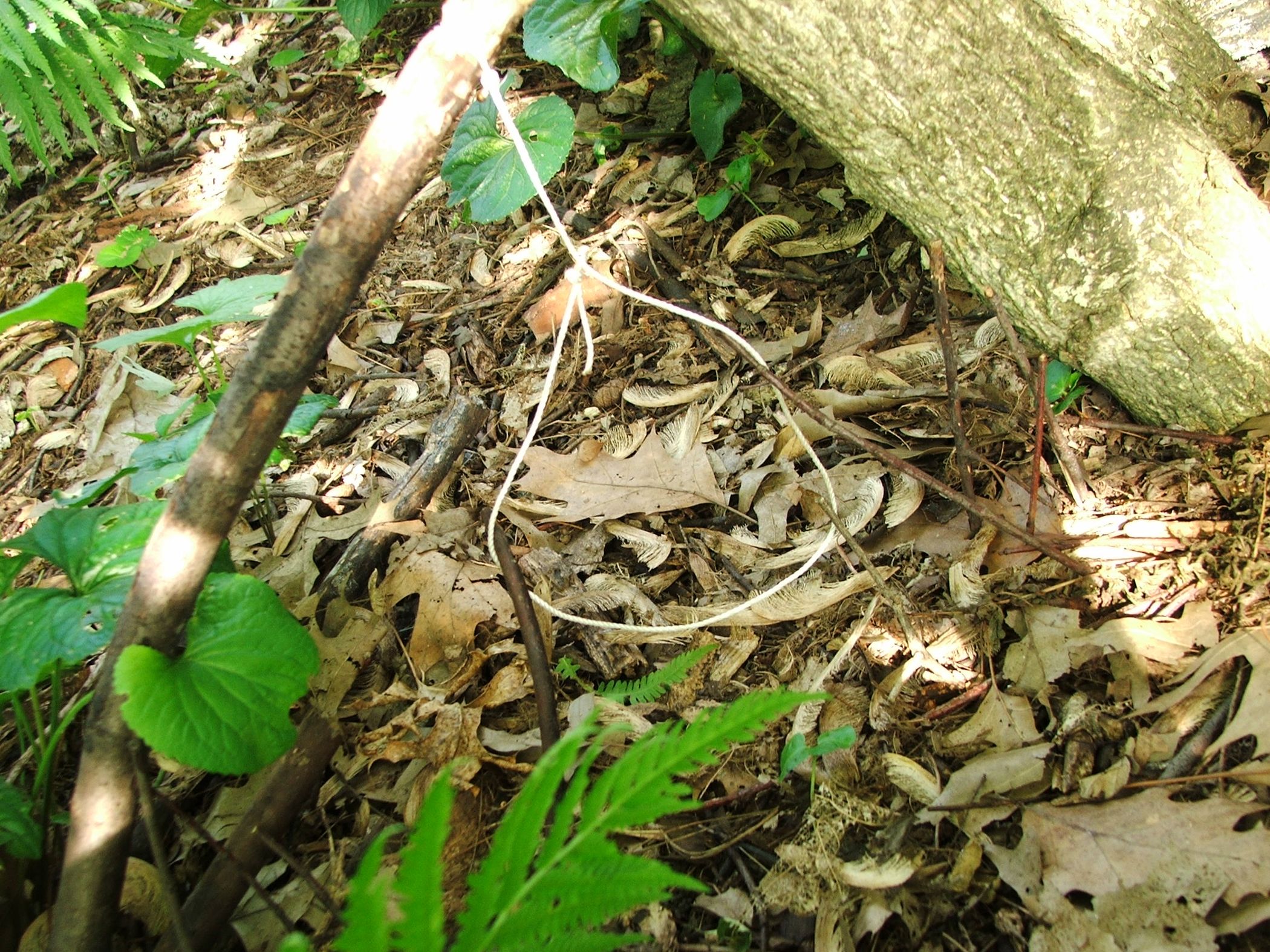 Survival Snare : 3 Steps - Instructables