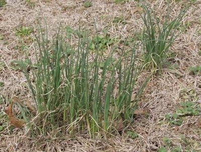 Cooking Wild Onions : 4 Steps - Instructables