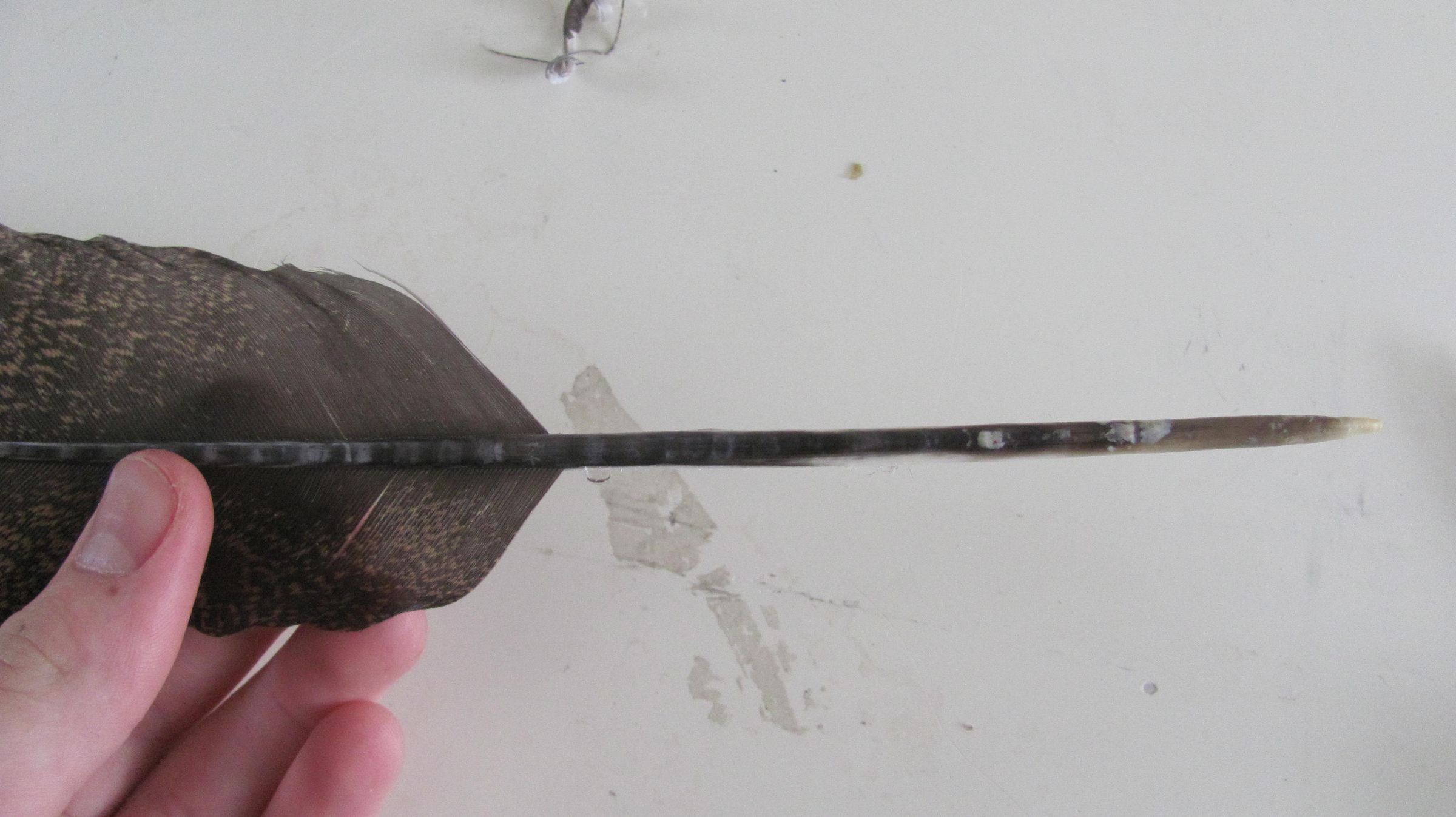 How to Make a Feather Pen (plus Invisible Ink!) : 8 Steps - Instructables