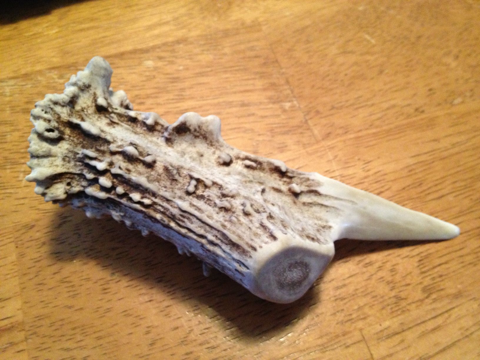 Crafting With Deer Antler : 11 Steps (with Pictures) - Instructables