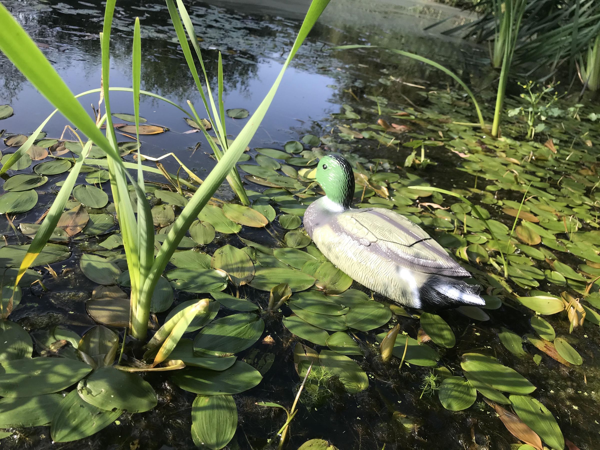 Jet Propelled Radio Controlled Duck : 10 Steps (with Pictures ...