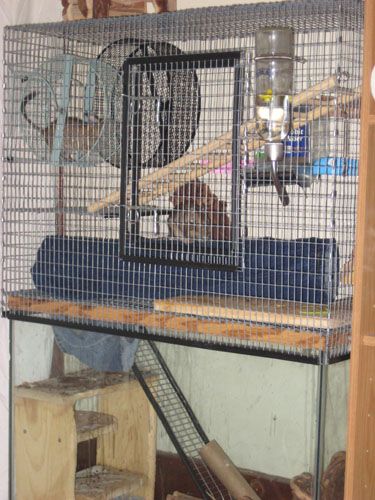 Degu Jeans/Denim Play Tube (Great for Rodents, Ferrets, Rats Etc.) : 5 ...