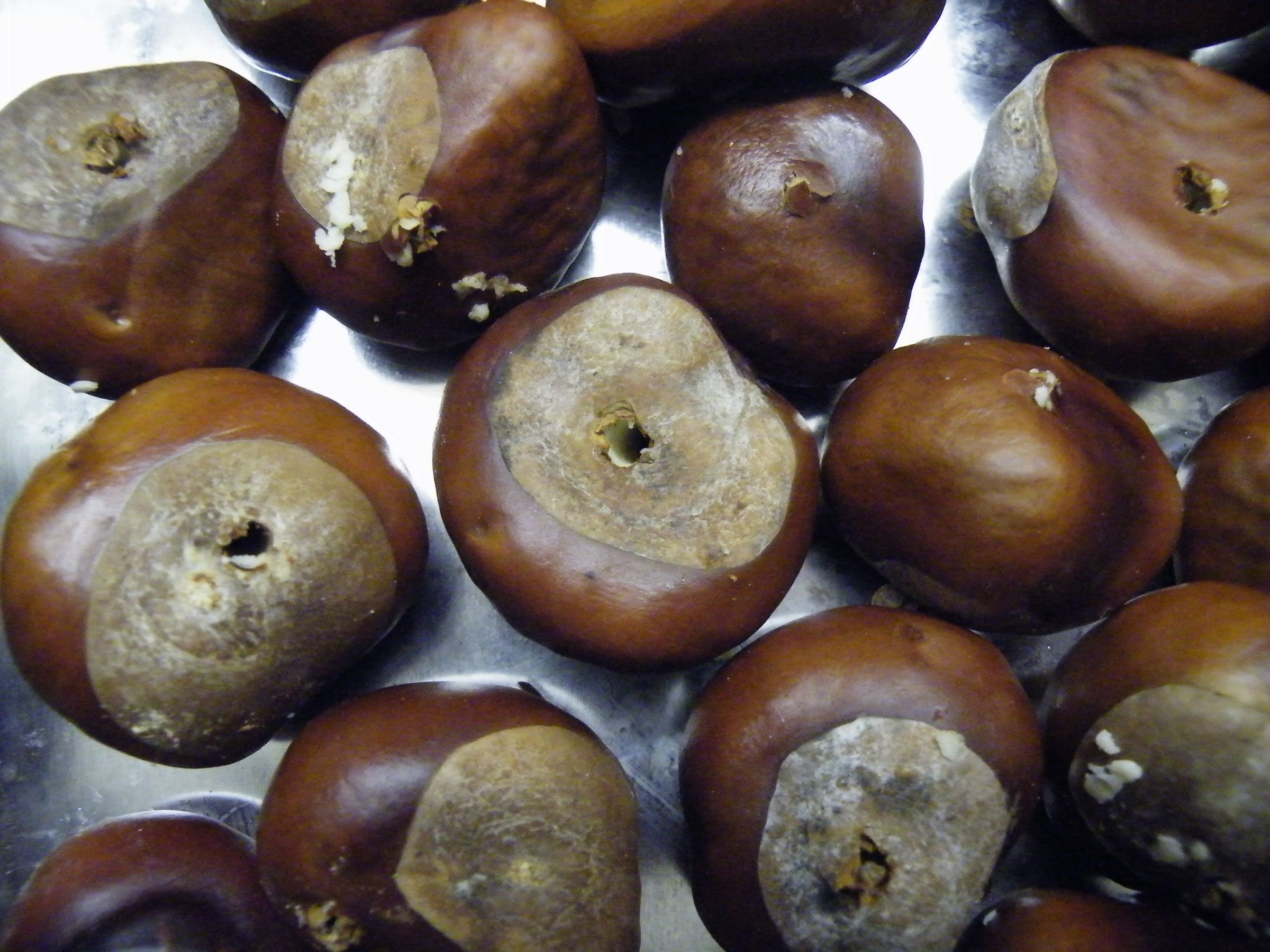 How to Play Conkers. : 7 Steps (with Pictures) - Instructables