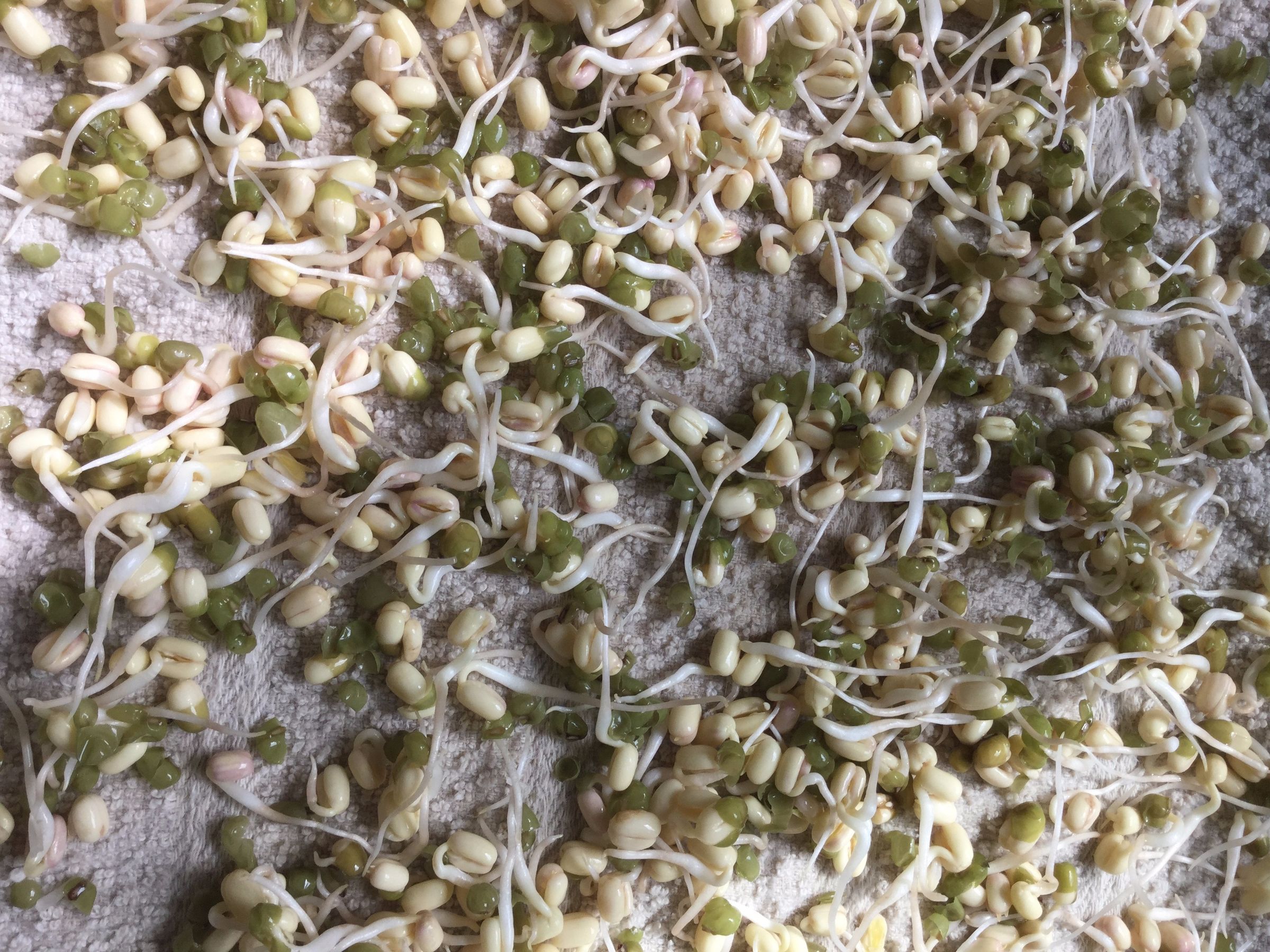 How to Grow Bean Sprouts : 5 Steps (with Pictures) - Instructables