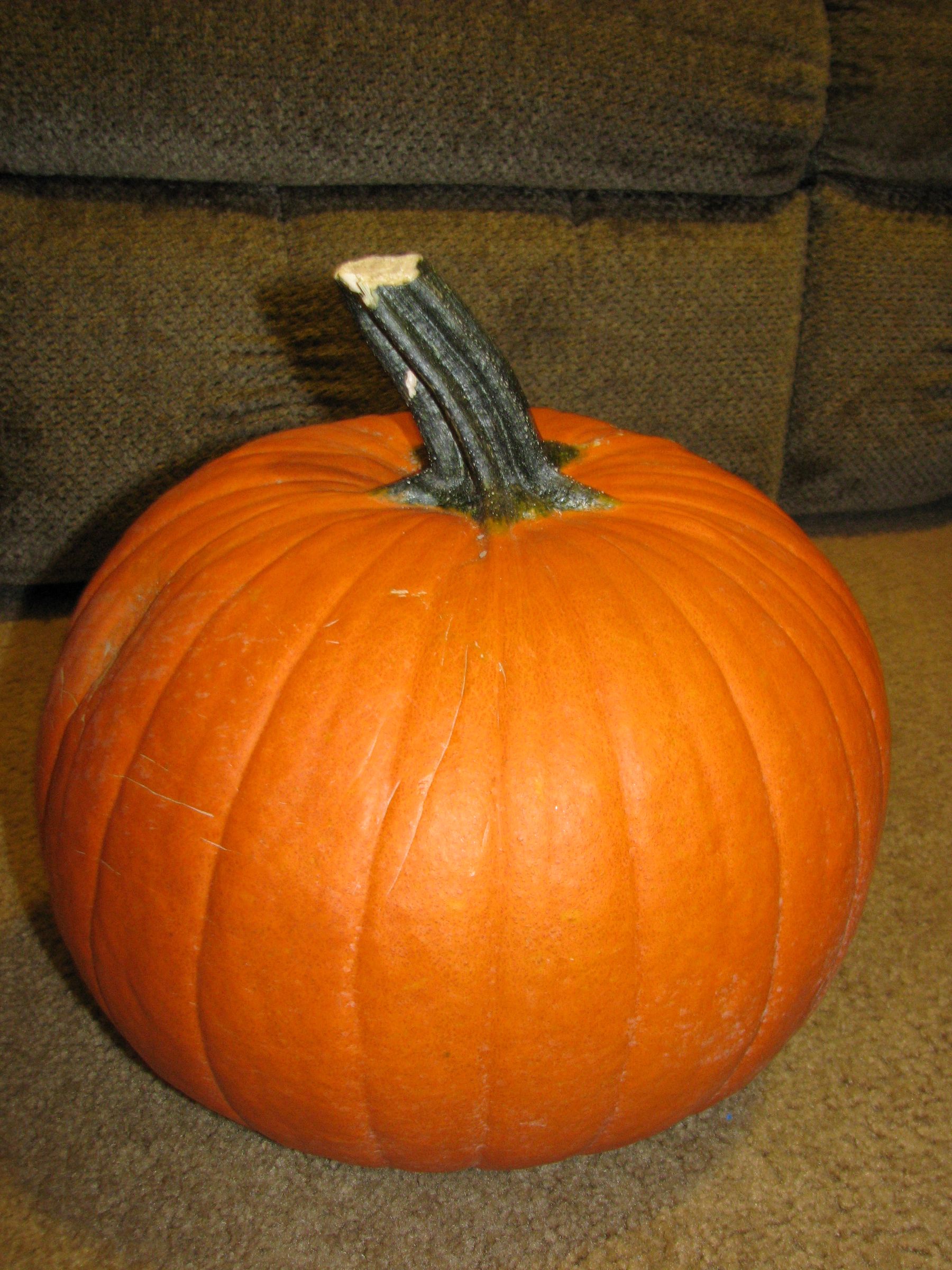 Pumpkin Bird Feeder : 3 Steps - Instructables
