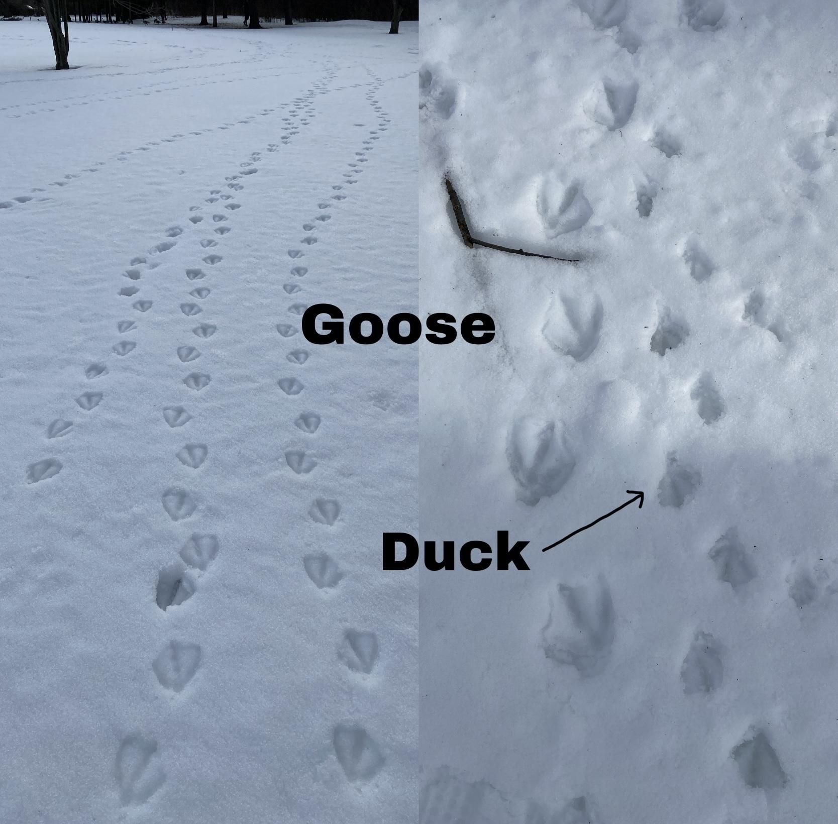 Identifying Wildlife Tracks : 4 Steps - Instructables
