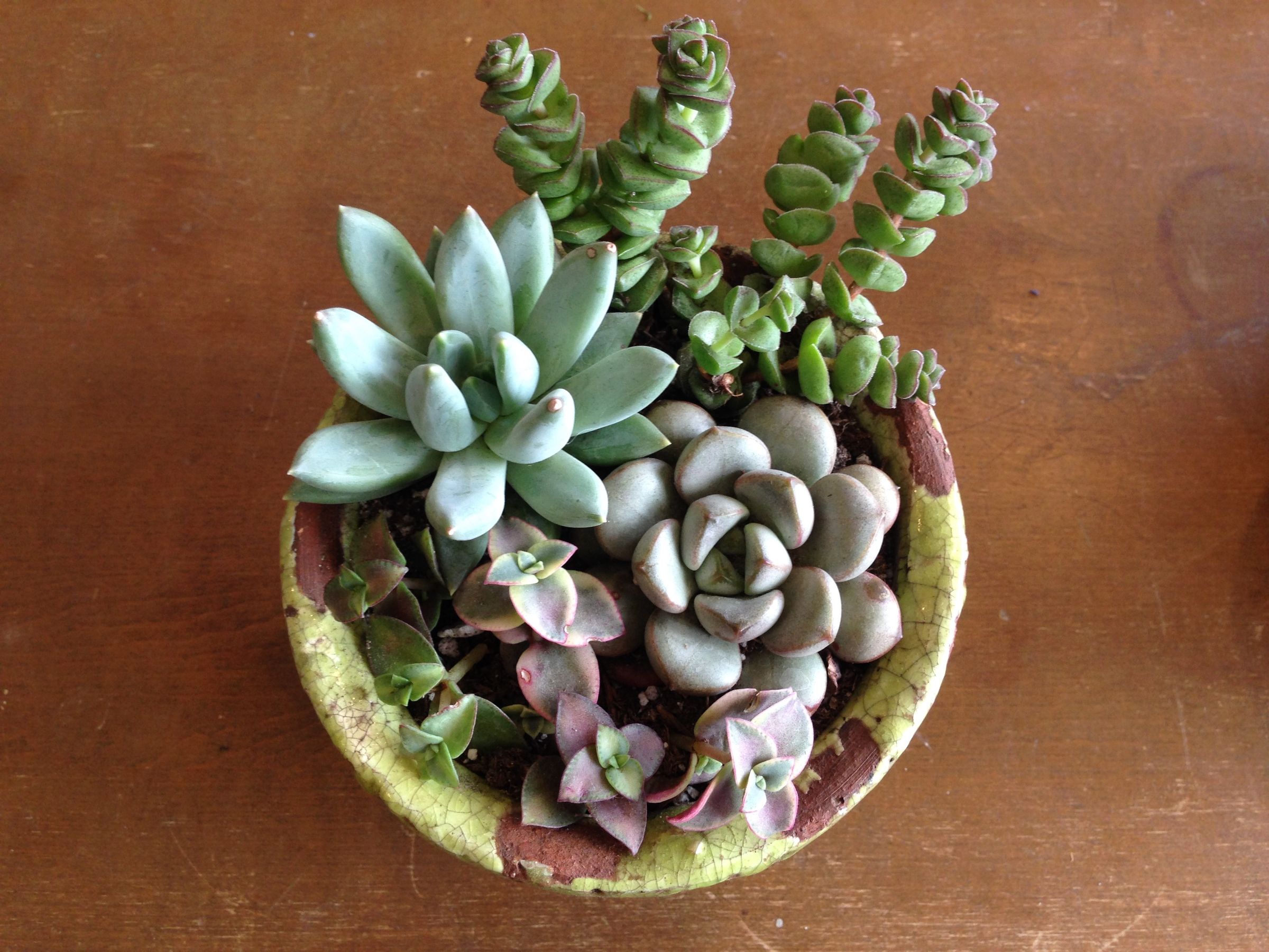 How to Create an Awesome Succulent Planter : 6 Steps (with Pictures ...