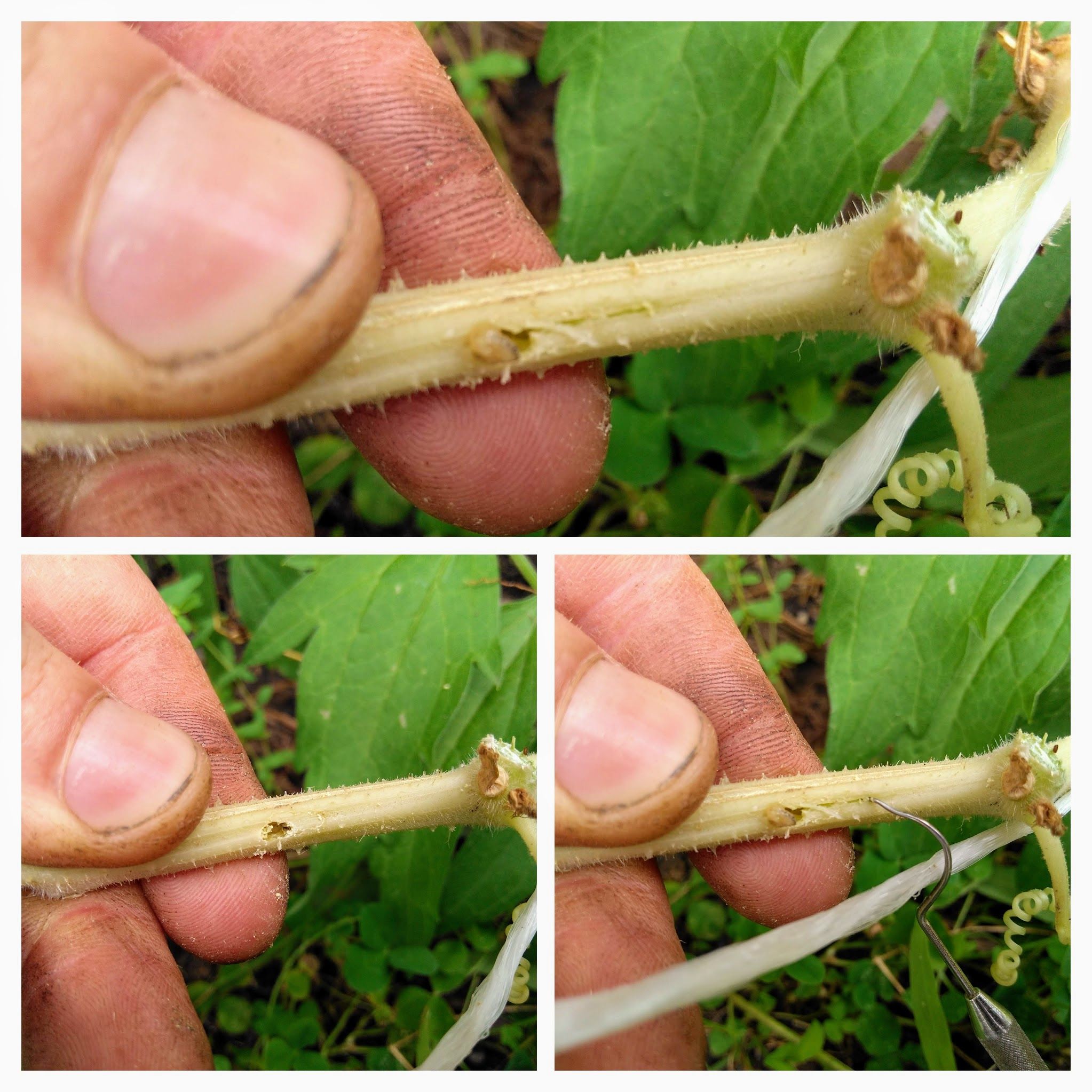 How to Hunt Vine Borers : 17 Steps (with Pictures) - Instructables