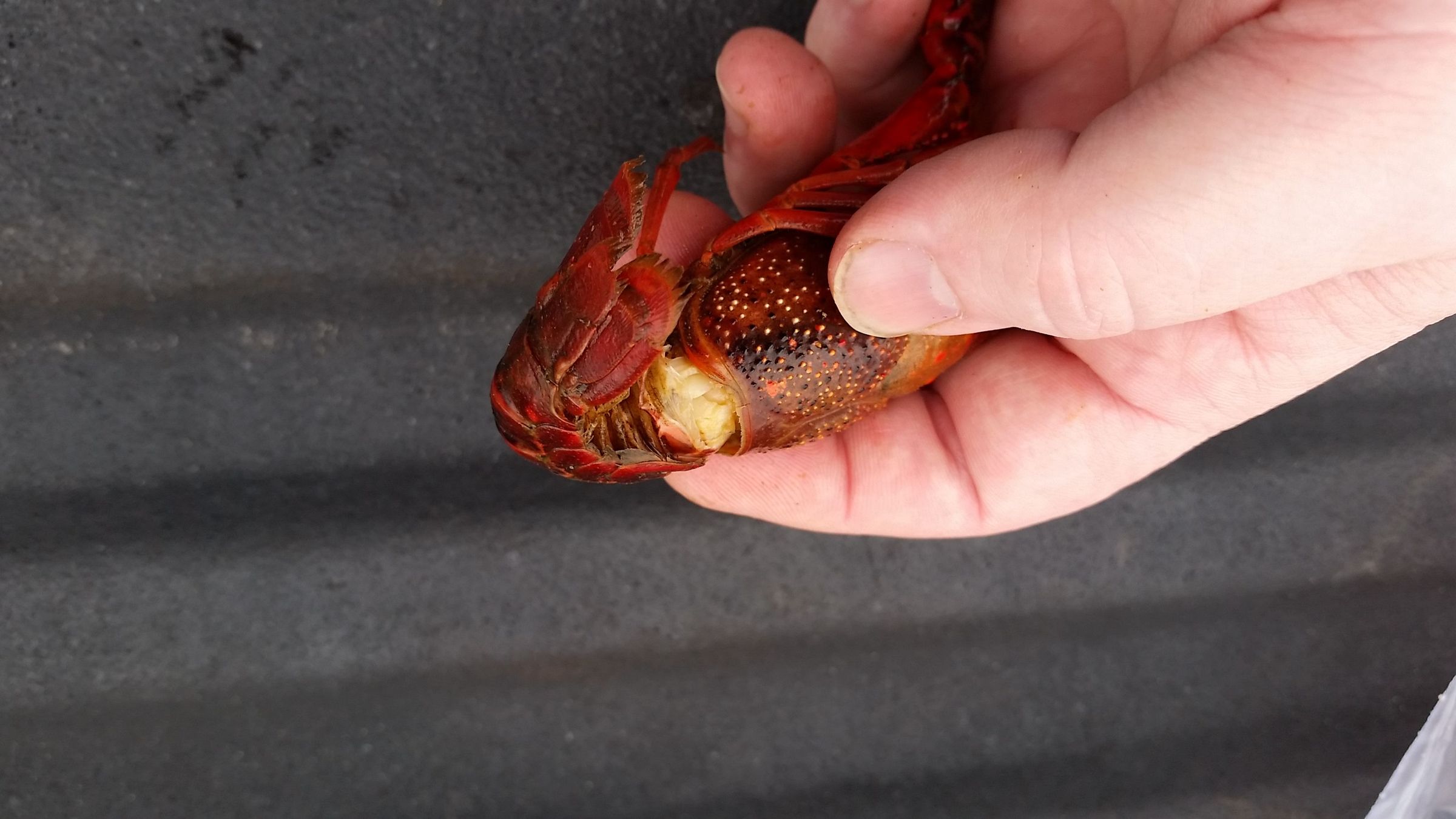 How to Peel Crawfish : 3 Steps (with Pictures) - Instructables