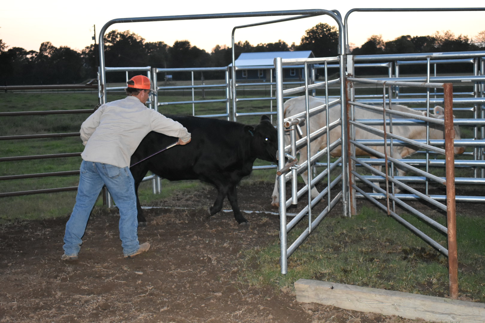 How to Work Cattle : 7 Steps - Instructables