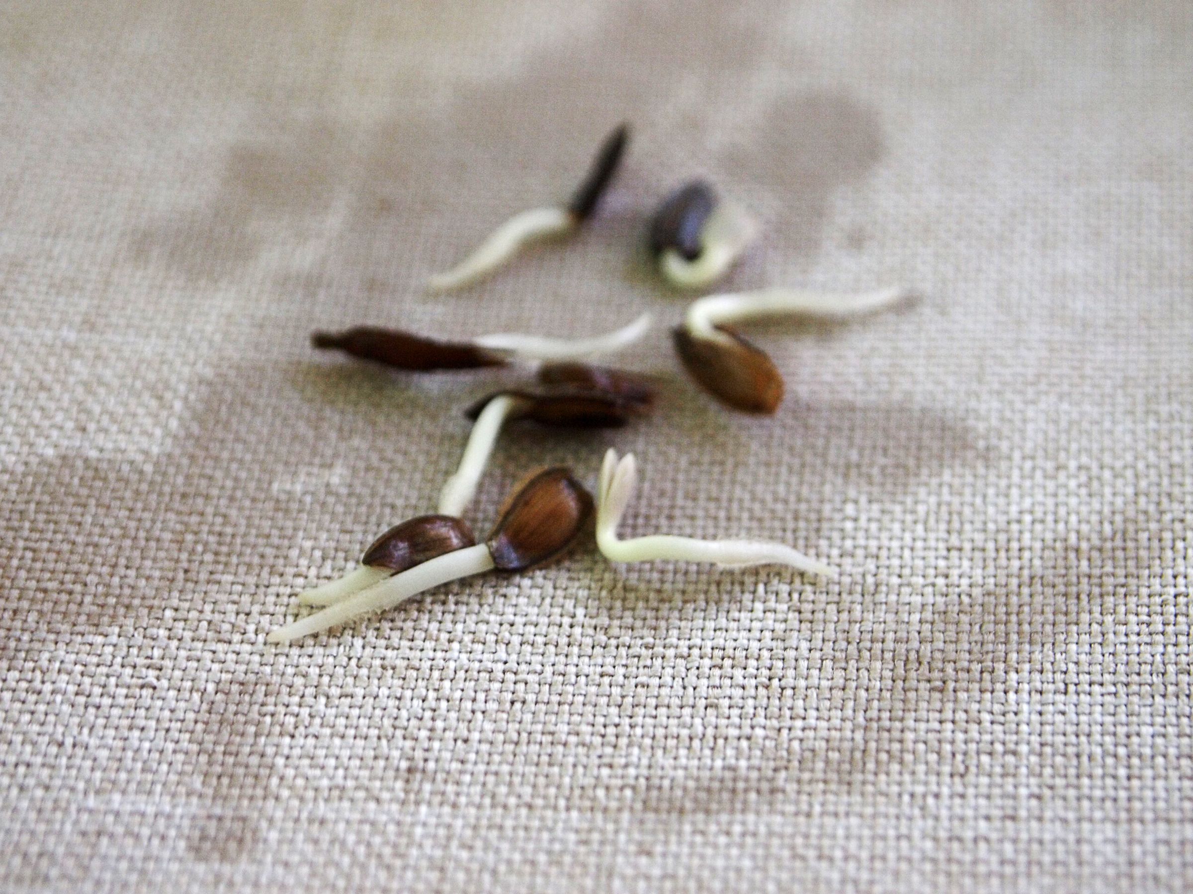 3 Days From Seed to Sprouting Plants : 4 Steps (with Pictures ...