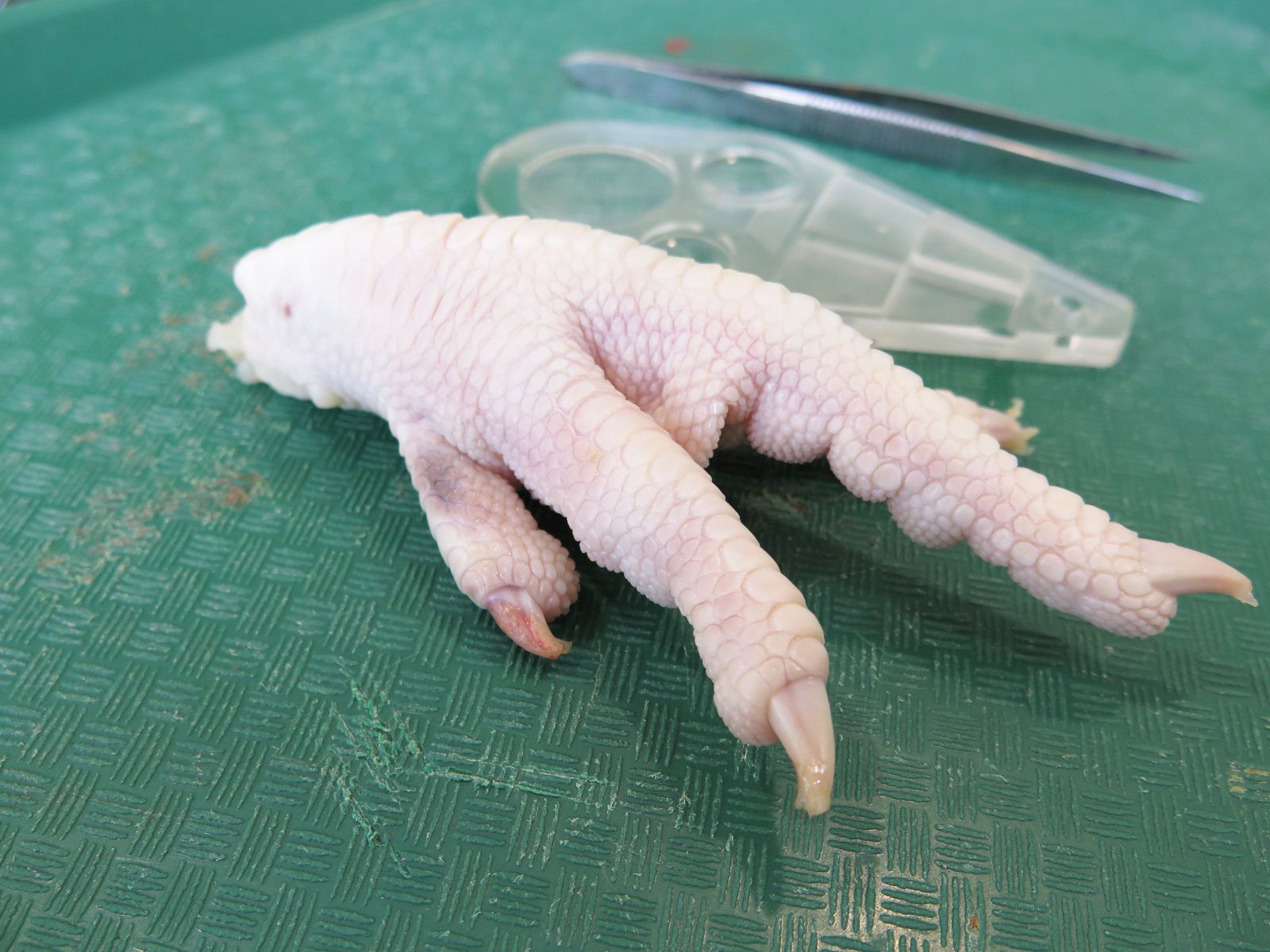 Chicken Foot Dissection : 7 Steps - Instructables