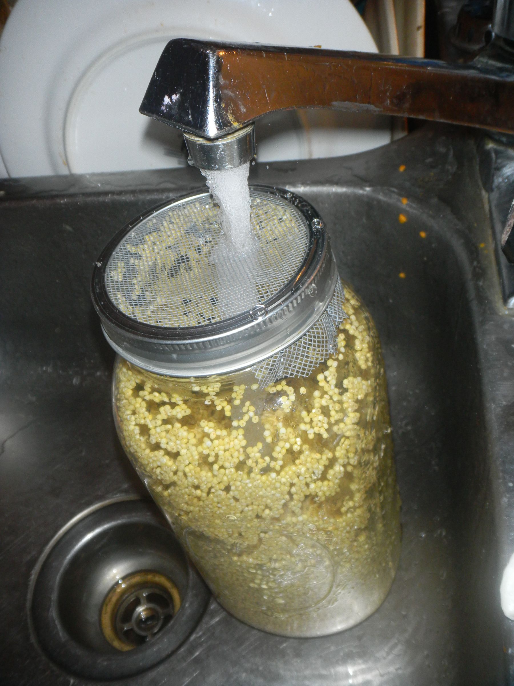 Sprout Quinoa : 4 Steps (with Pictures) - Instructables