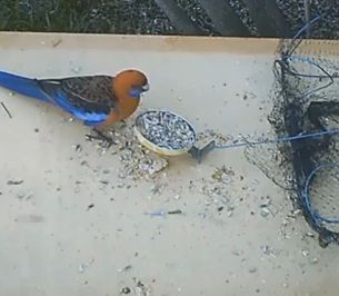 Snap Net Trap for Birds - Instructables