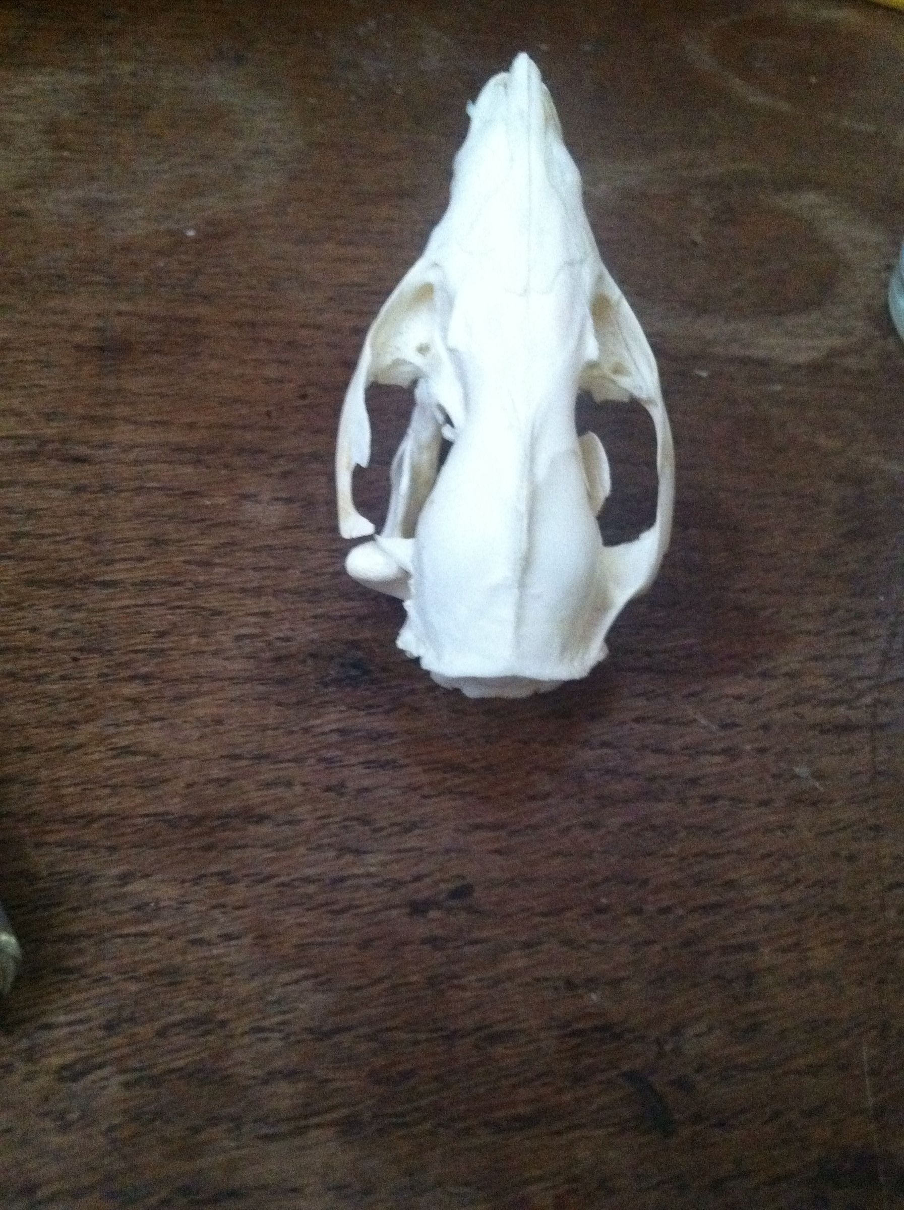 Preserve Your Own Animal Skull : 11 Steps (with Pictures) - Instructables