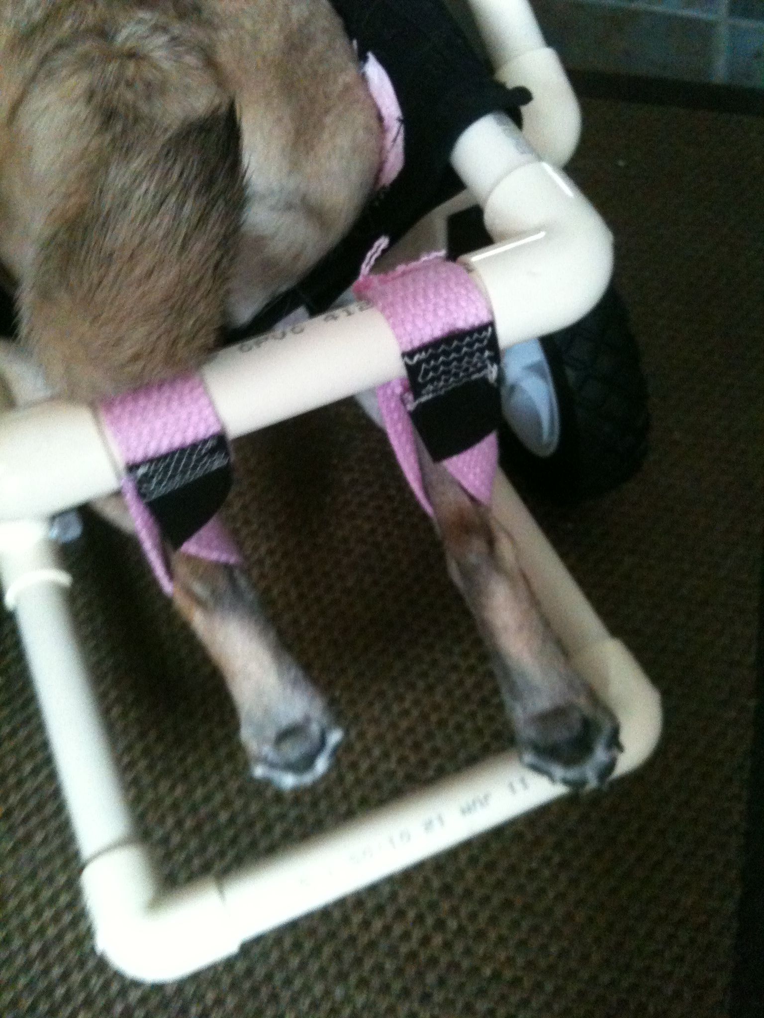 Pvc Pipe Dog Wheelchair