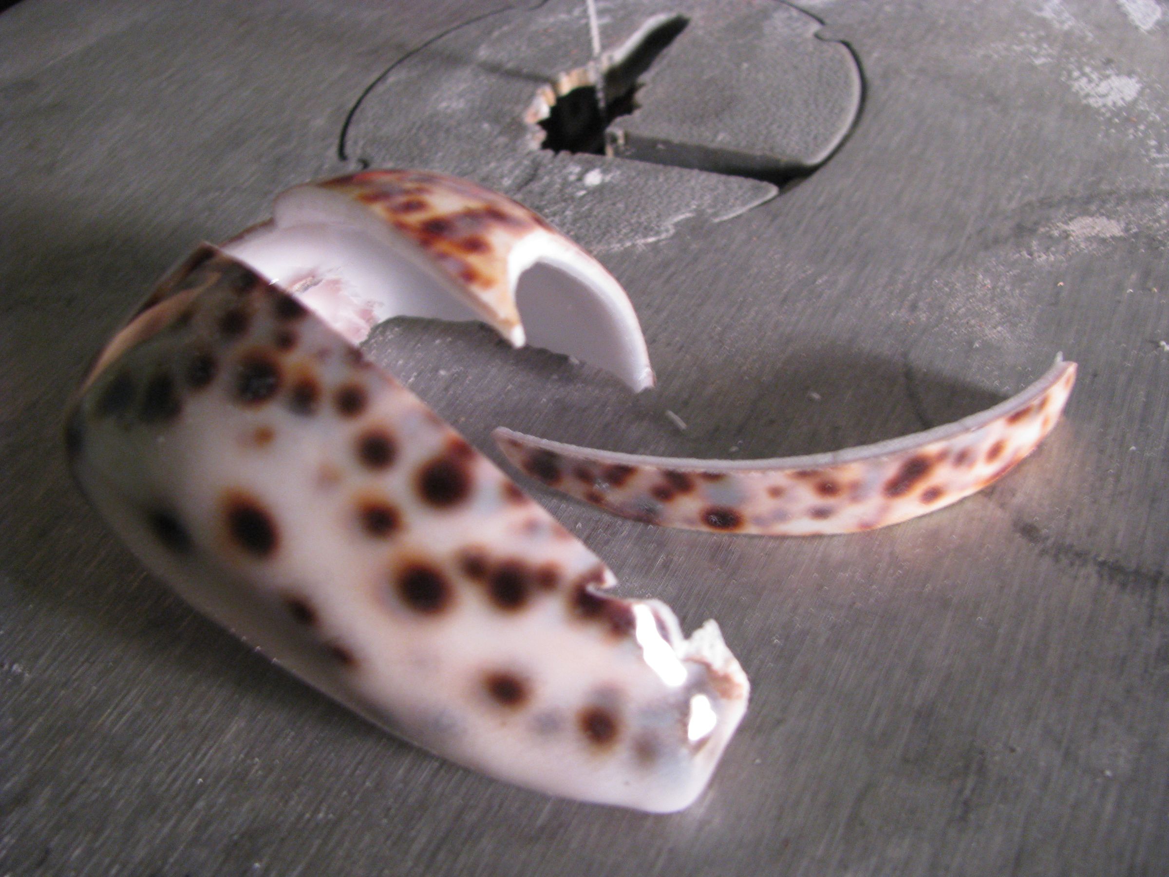 Sea Shell Pendants : 5 Steps (with Pictures) - Instructables