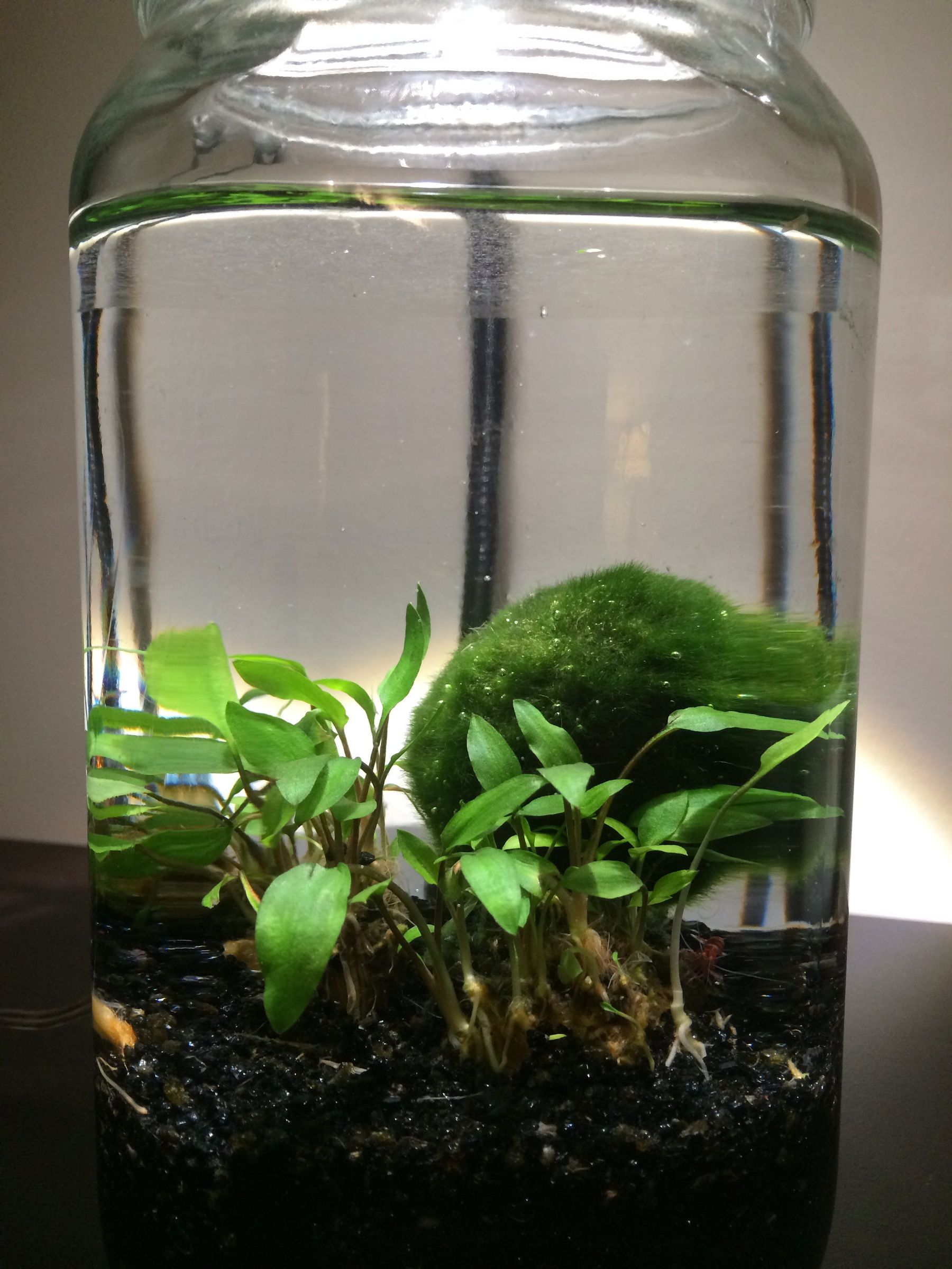 Build an Aquatic Ecosphere : 9 Steps - Instructables