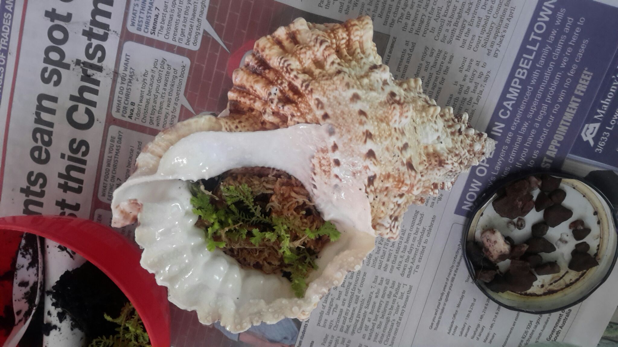Terrariums Using Shells and Jars : 4 Steps - Instructables