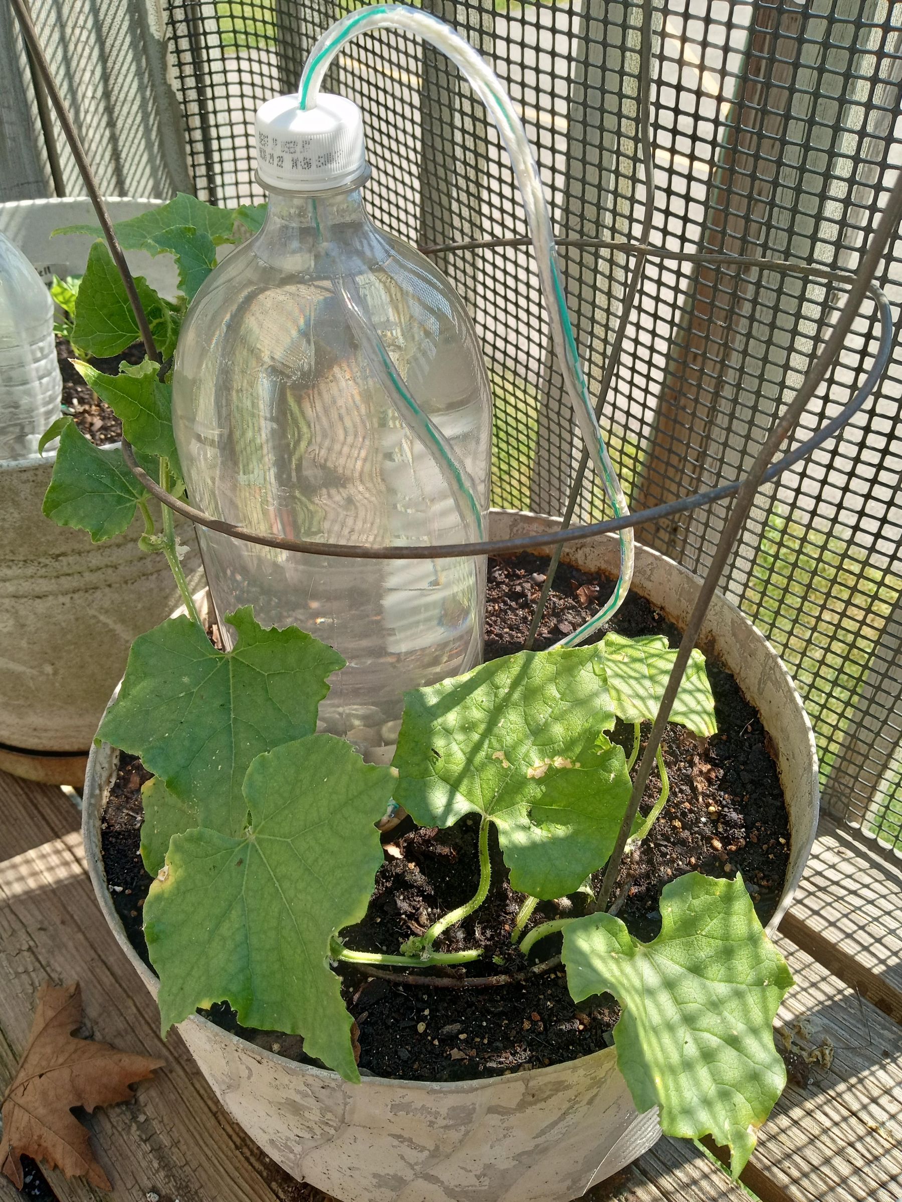 Siphon Irrigation : 4 Steps (with Pictures) - Instructables