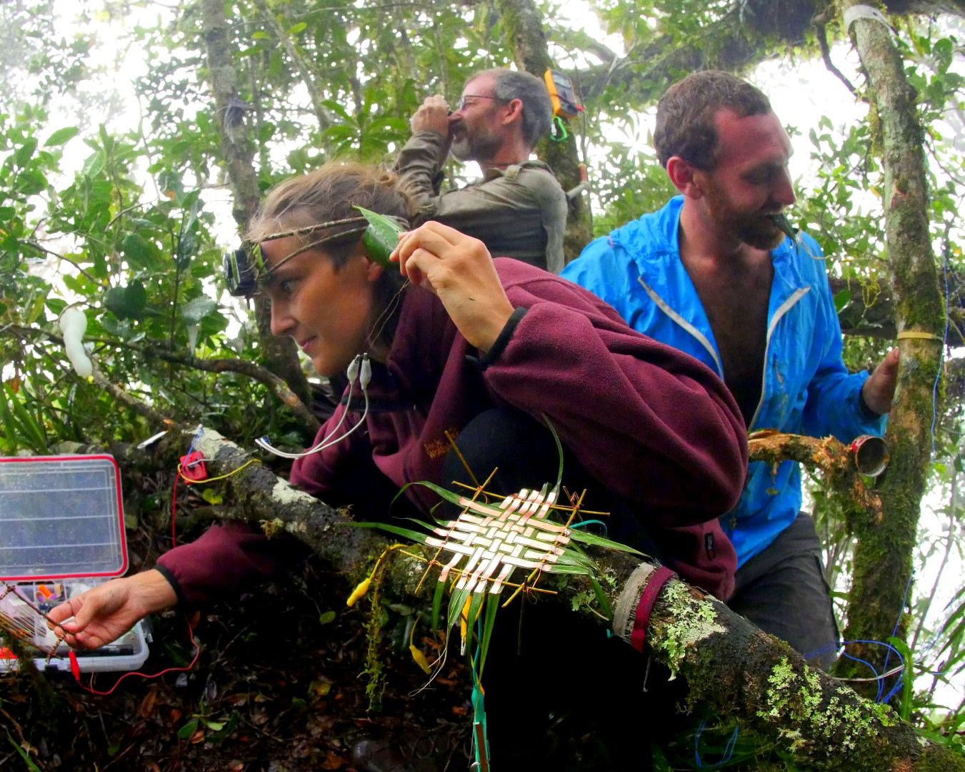 Fiber-Optic Jungle Insect Traffic Taster : 17 Steps (with Pictures ...