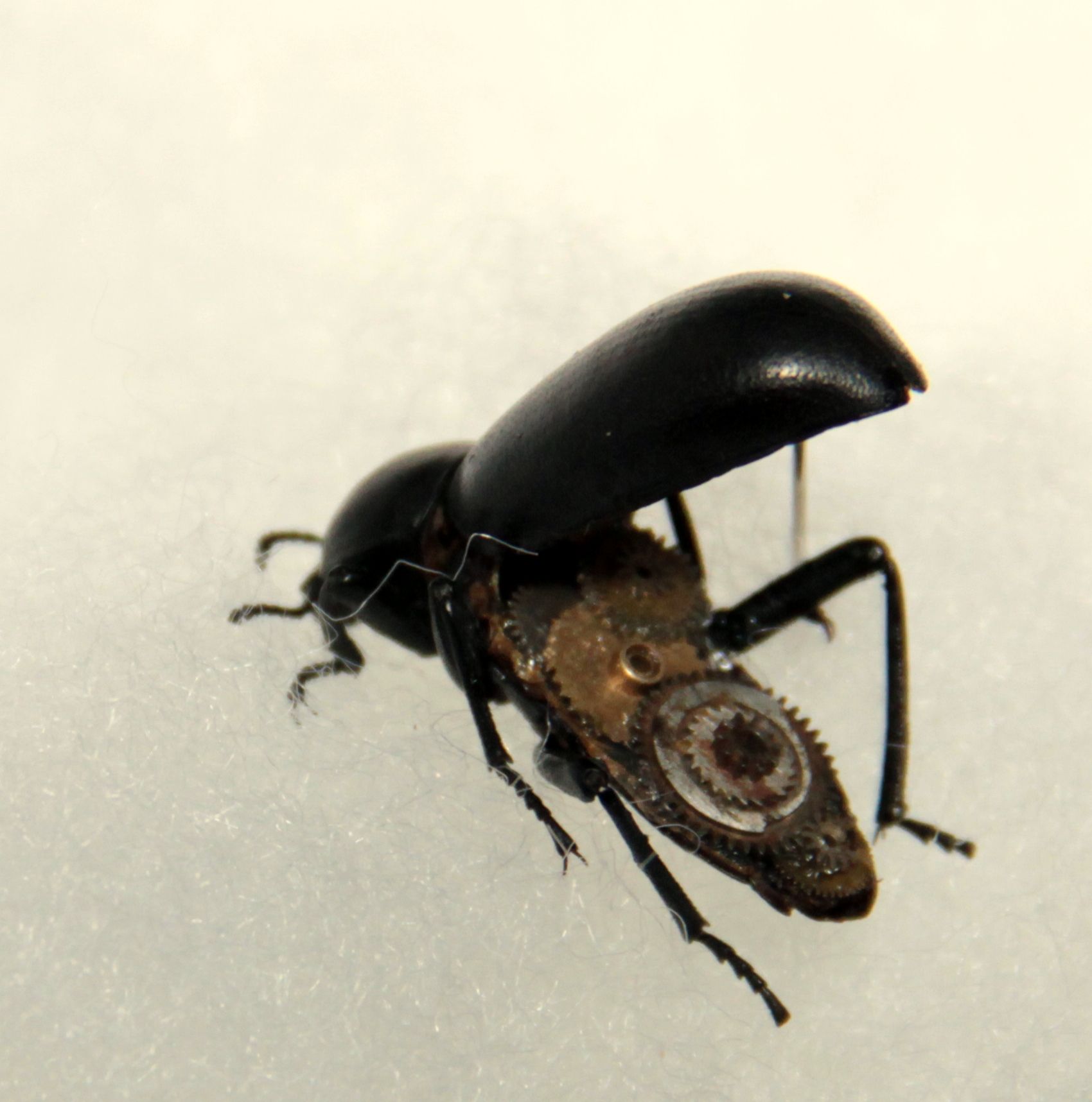 Clockwork Beetle : 6 Steps (with Pictures) - Instructables