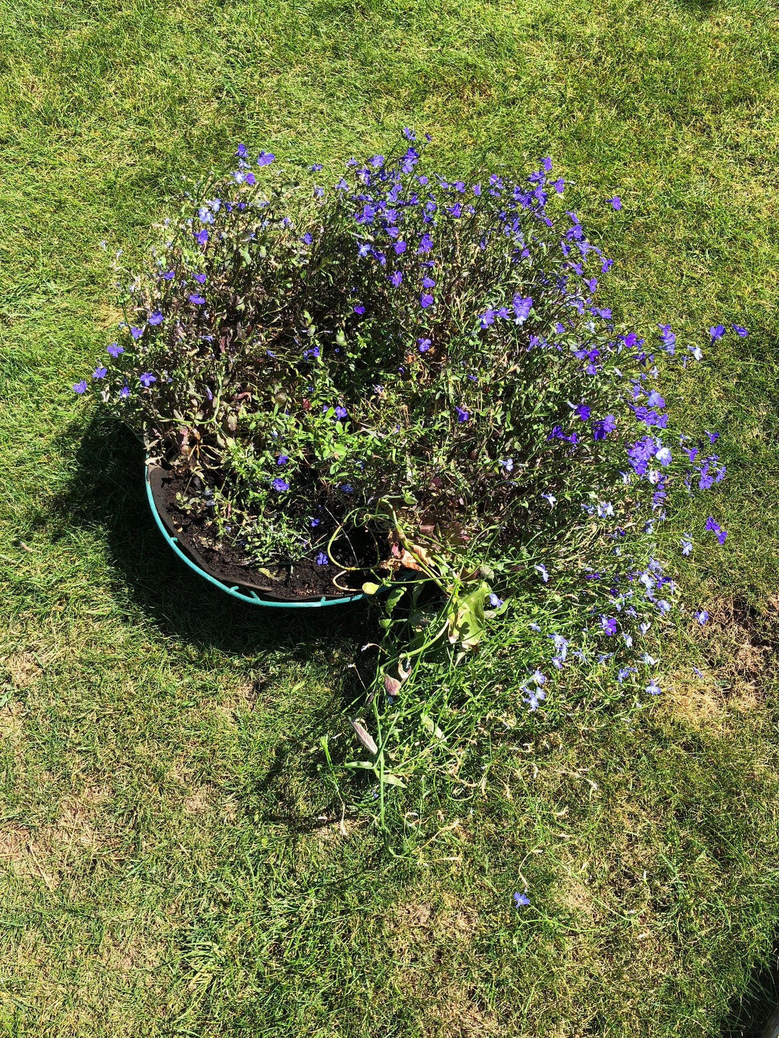 Garden Chair Flowers : 3 Steps - Instructables