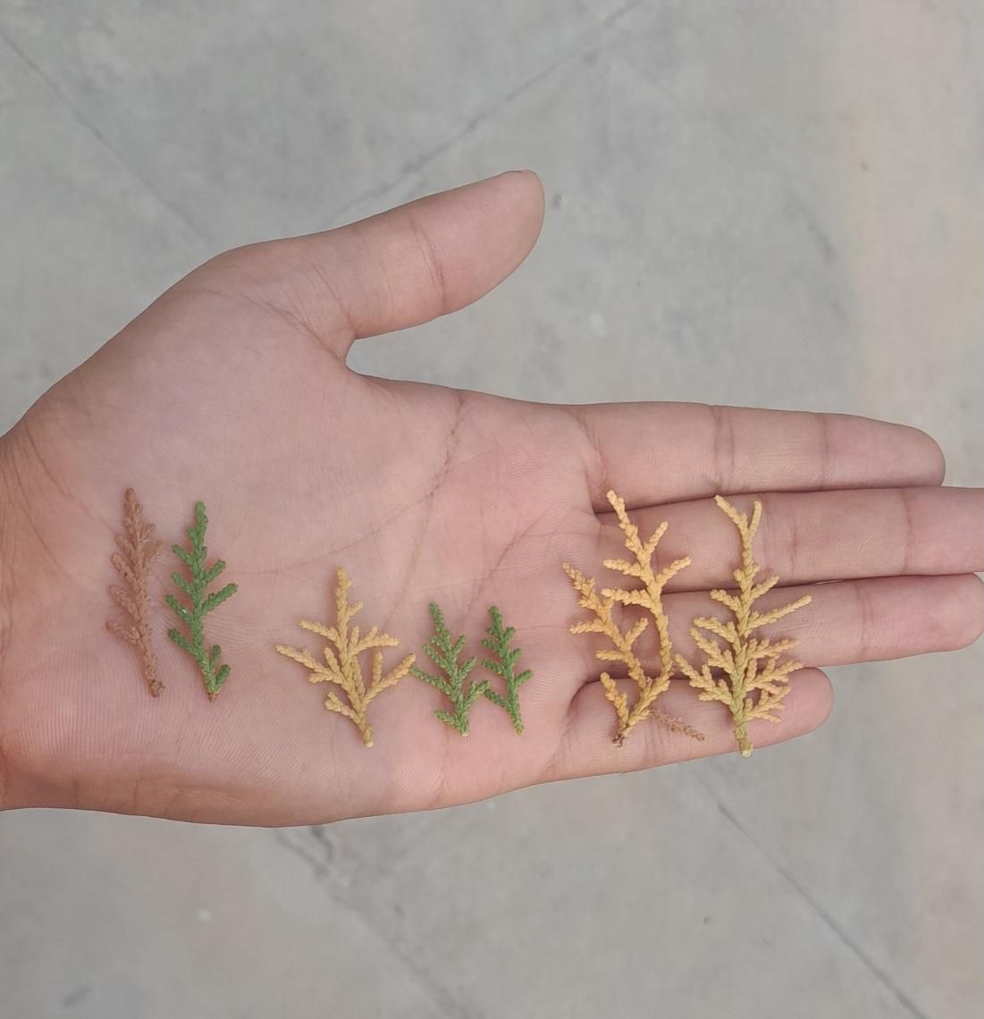 Leaf by Leaf: Creating Tree Art With Thuja Leaves : 5 Steps - Instructables