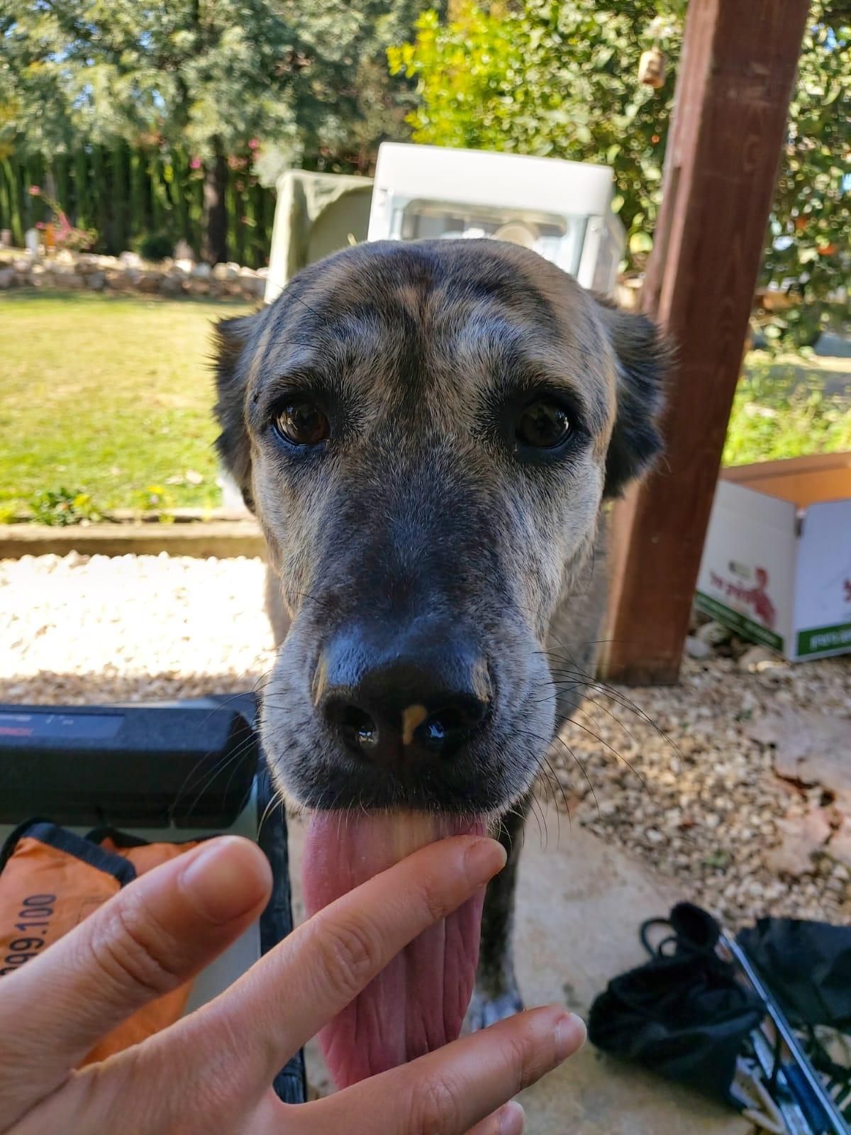 IOT Pet Assistant : 7 Steps - Instructables