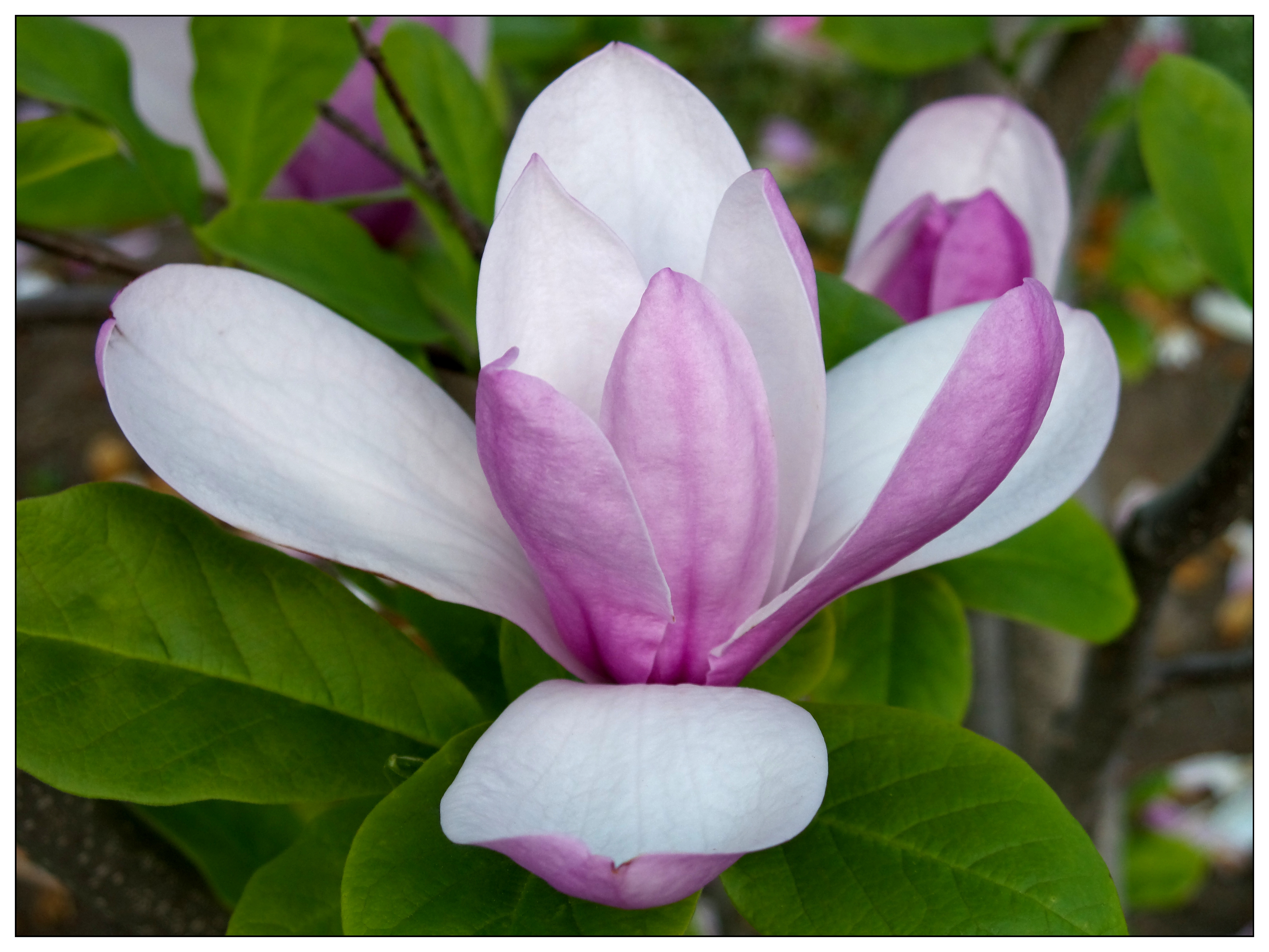 Dual Color 3d Printed Image : 4 Steps (with Pictures) - Instructables