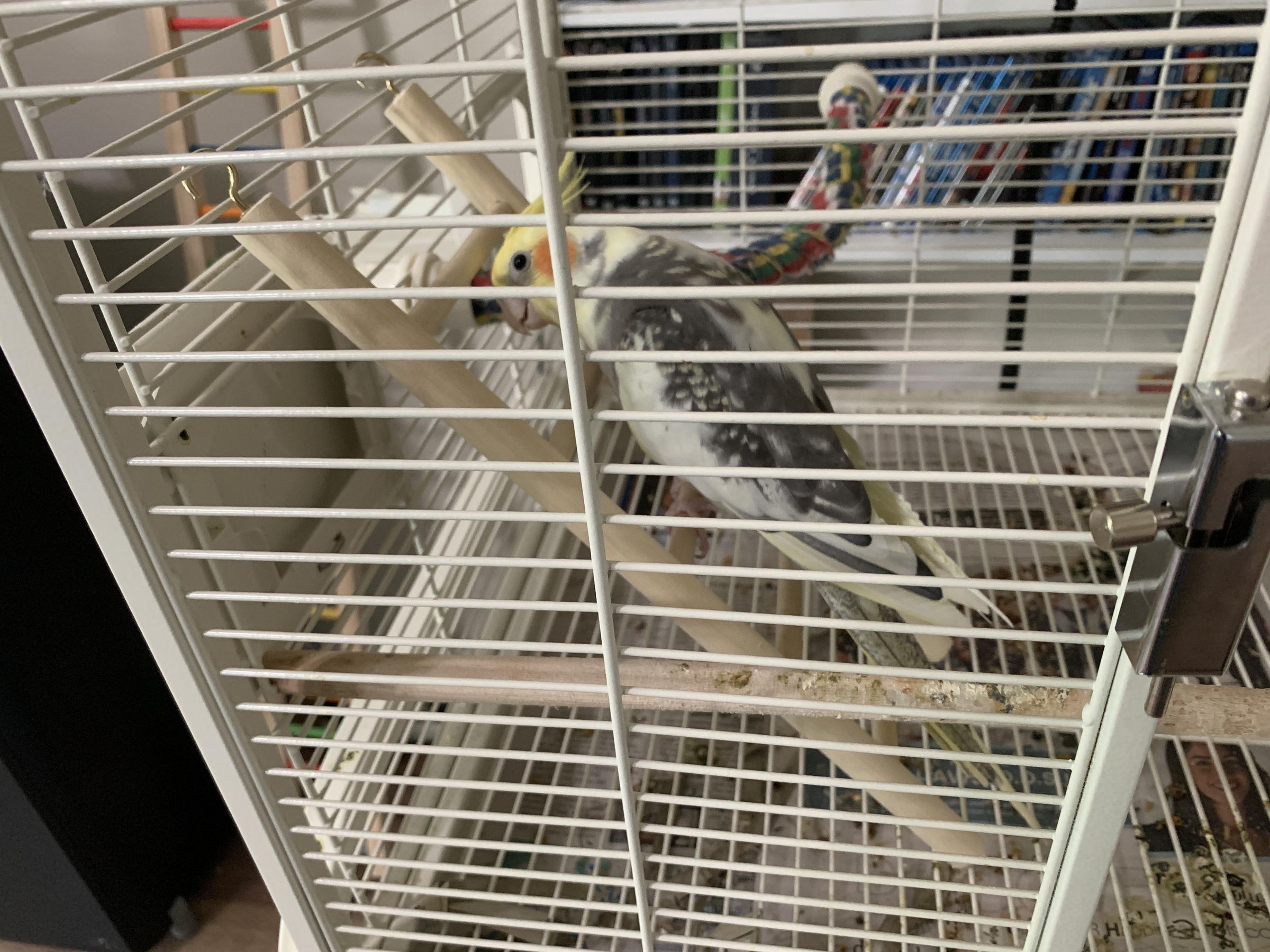 Bird Ladder Maker : 9 Steps (with Pictures) - Instructables