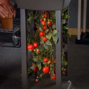 Tomato Tower - Instructables