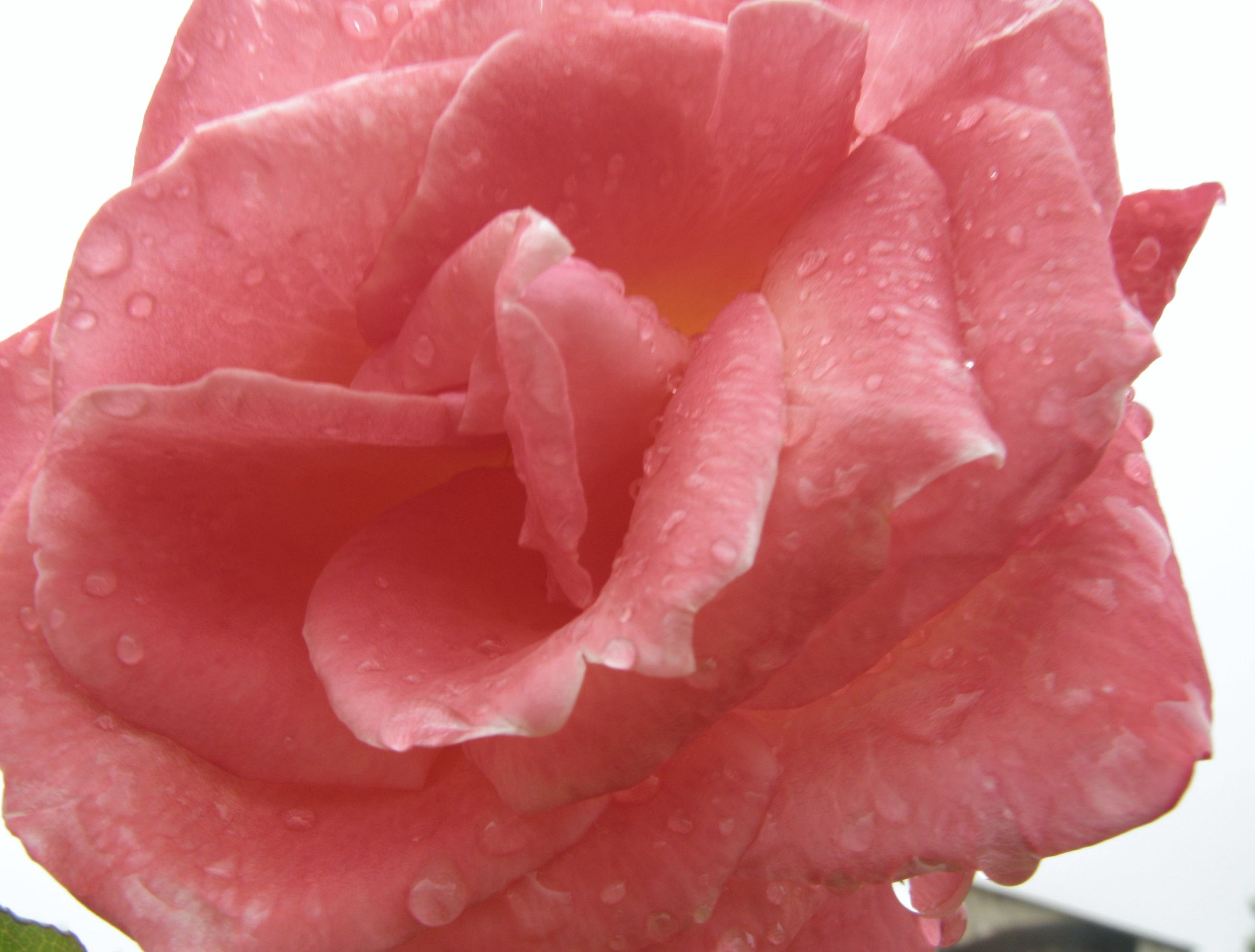 How to Plant Beautiful Roses : 3 Steps - Instructables