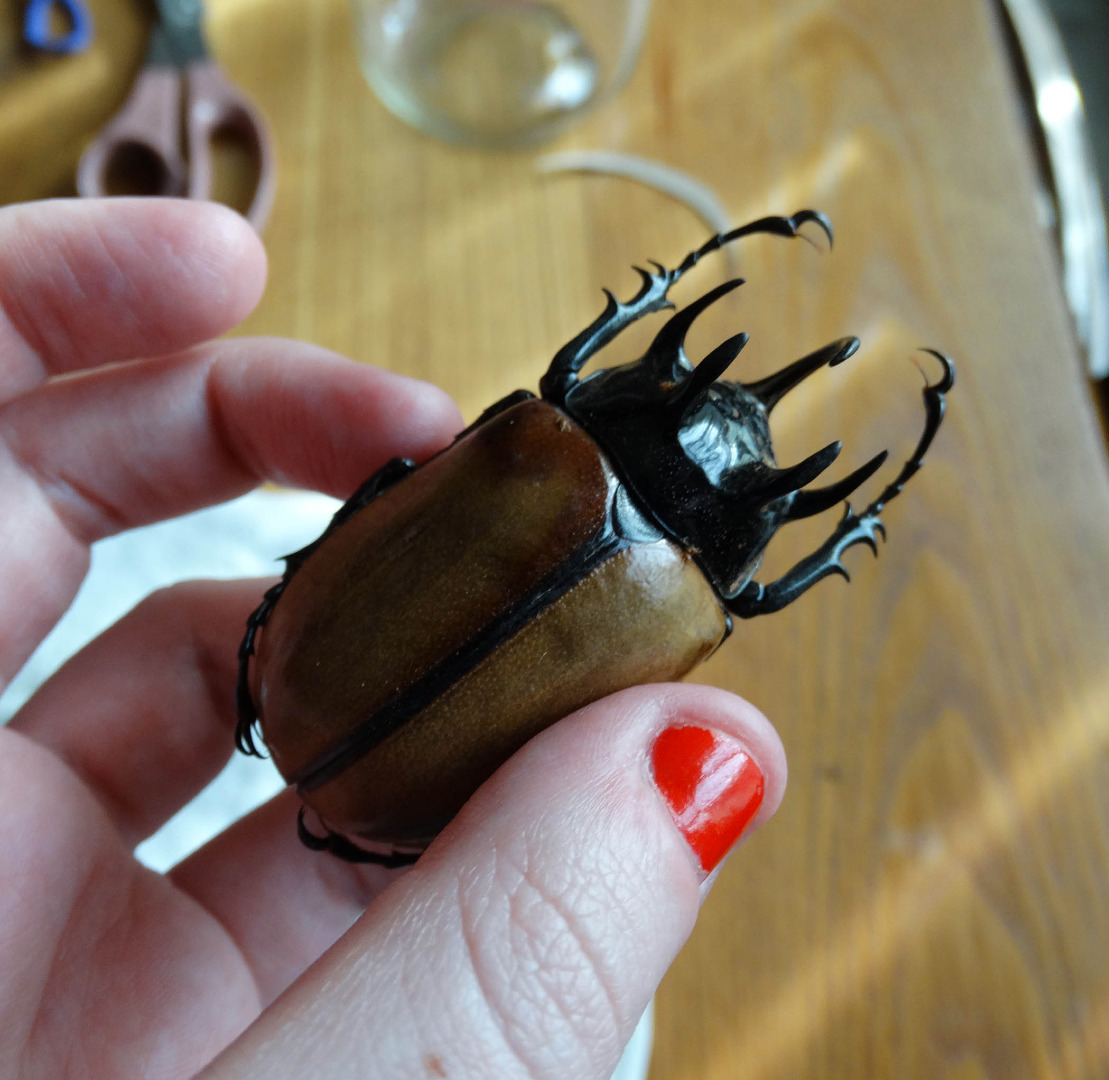 Preparing and Gilding a Real Insect : 10 Steps (with Pictures ...