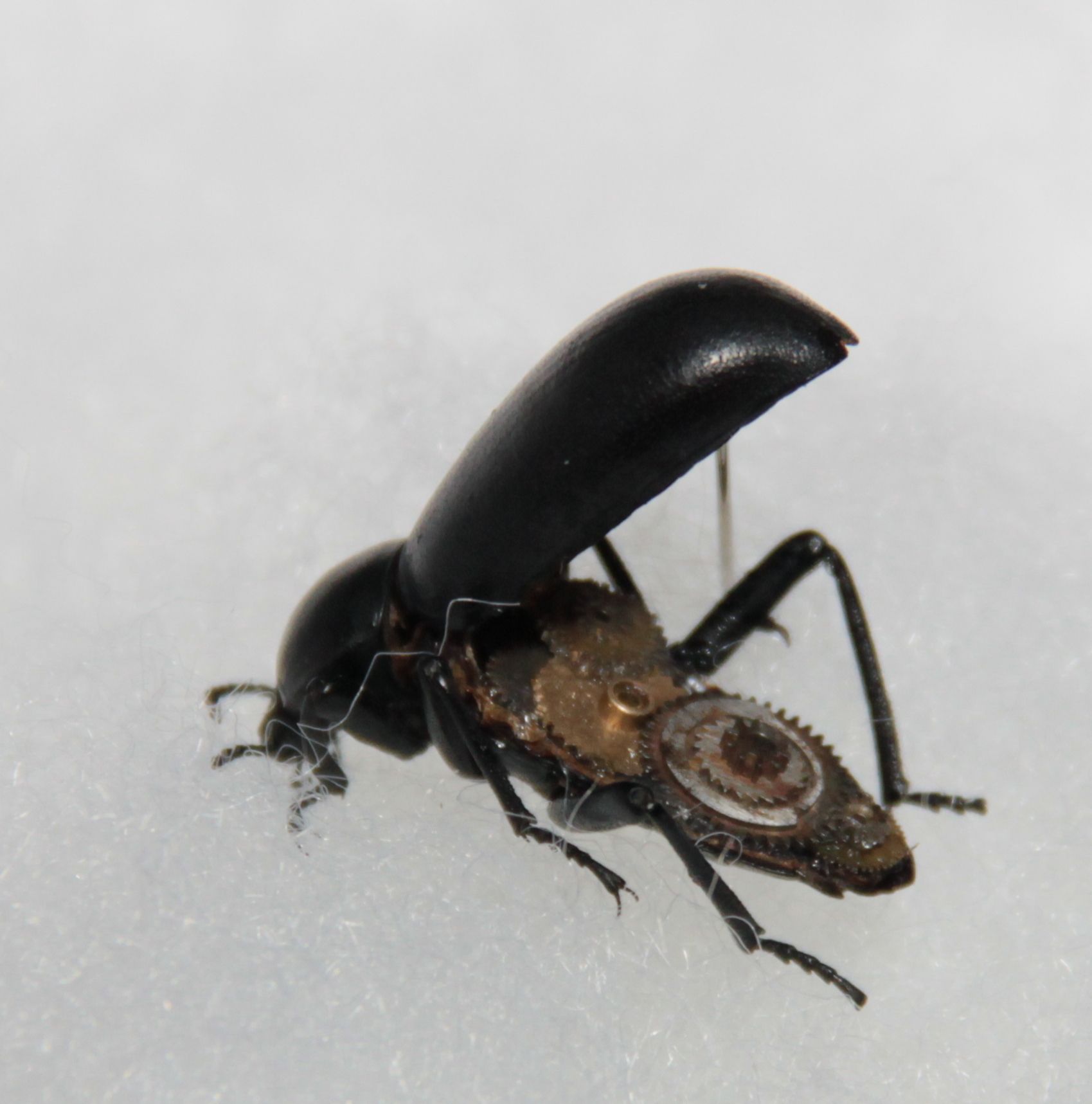 Clockwork Beetle : 6 Steps (with Pictures) - Instructables