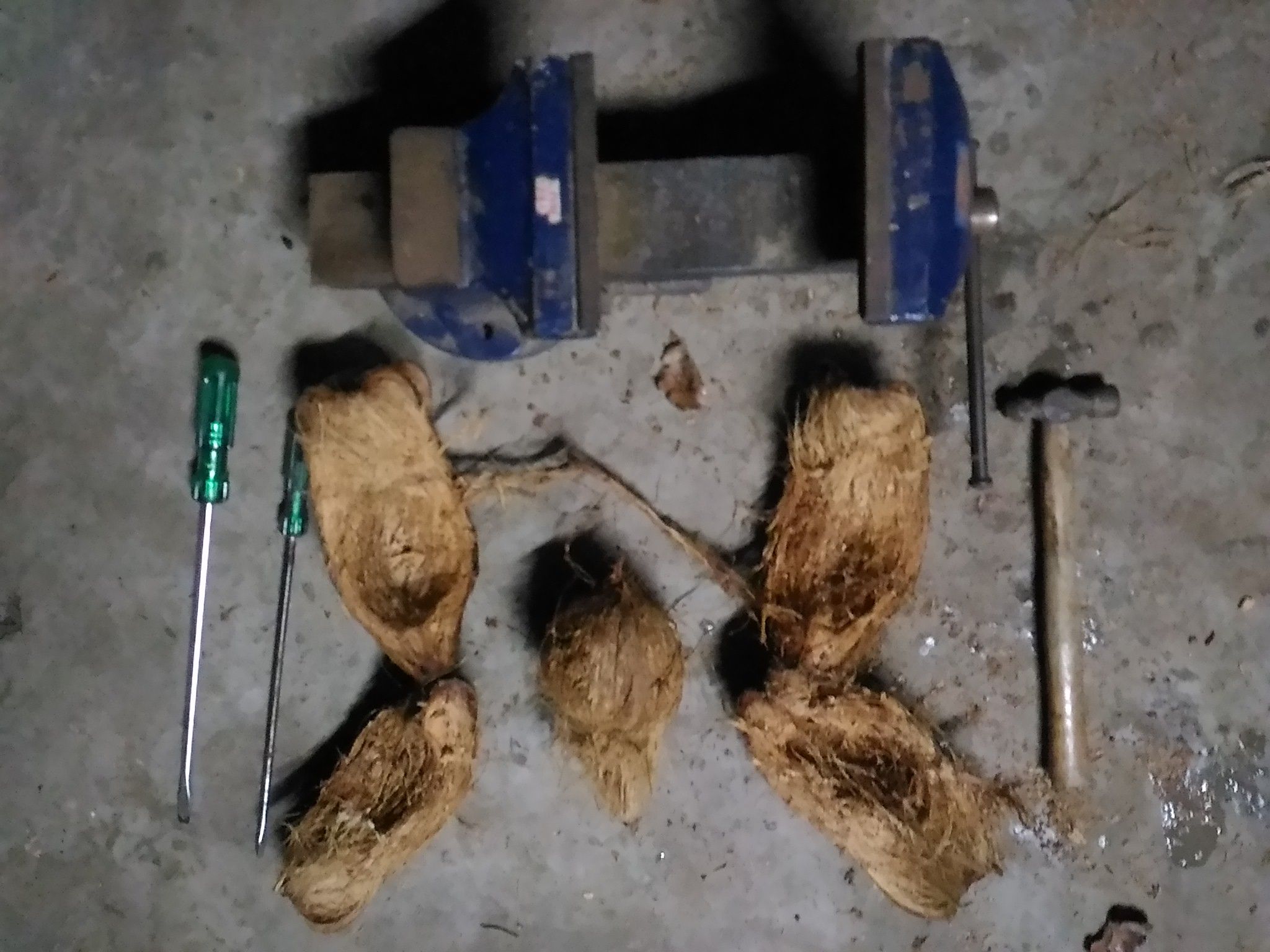 Husk a Coconut With Workshop Tools : 4 Steps (with Pictures ...