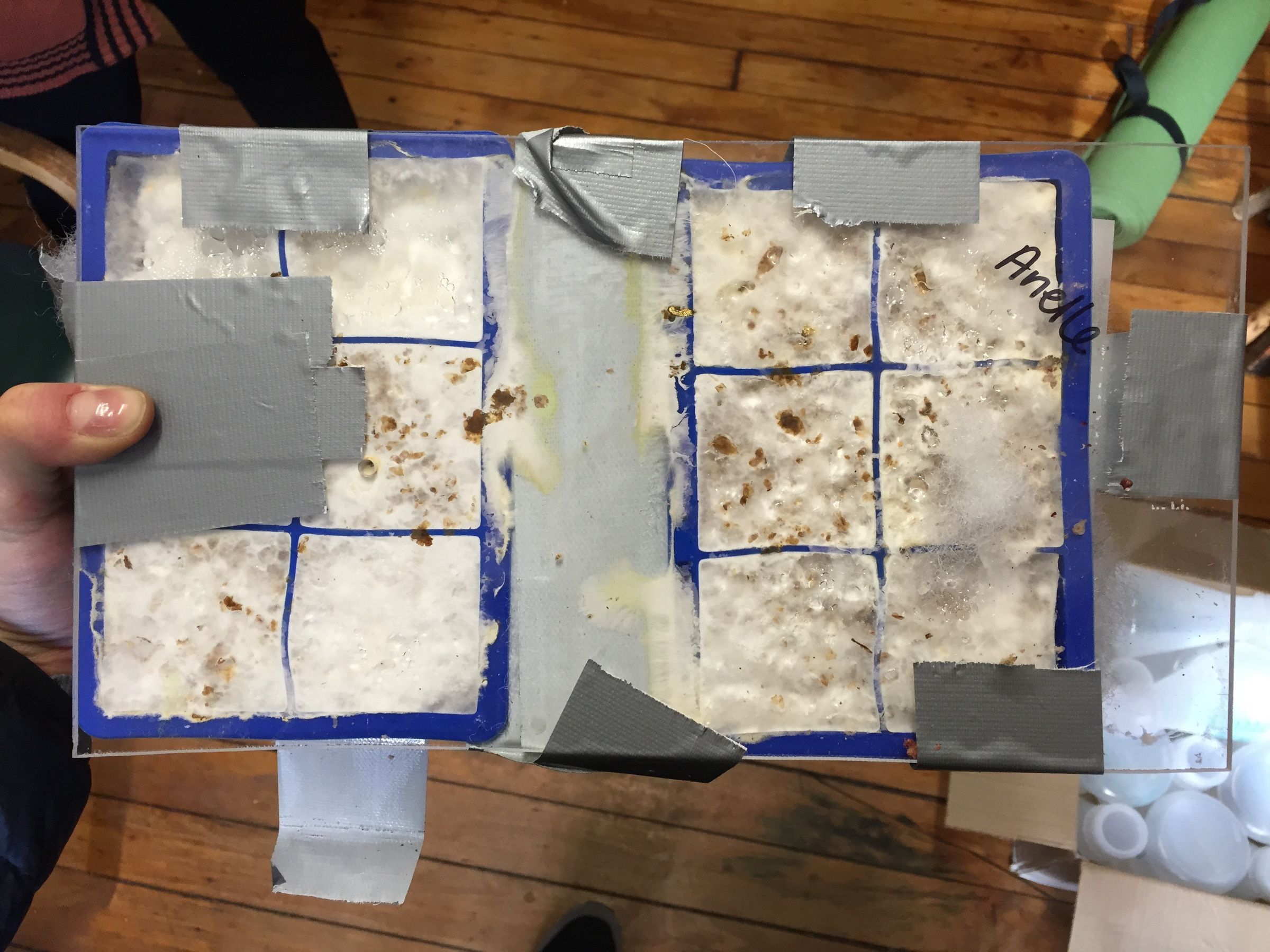 Mycelial Forms : 9 Steps (with Pictures) - Instructables