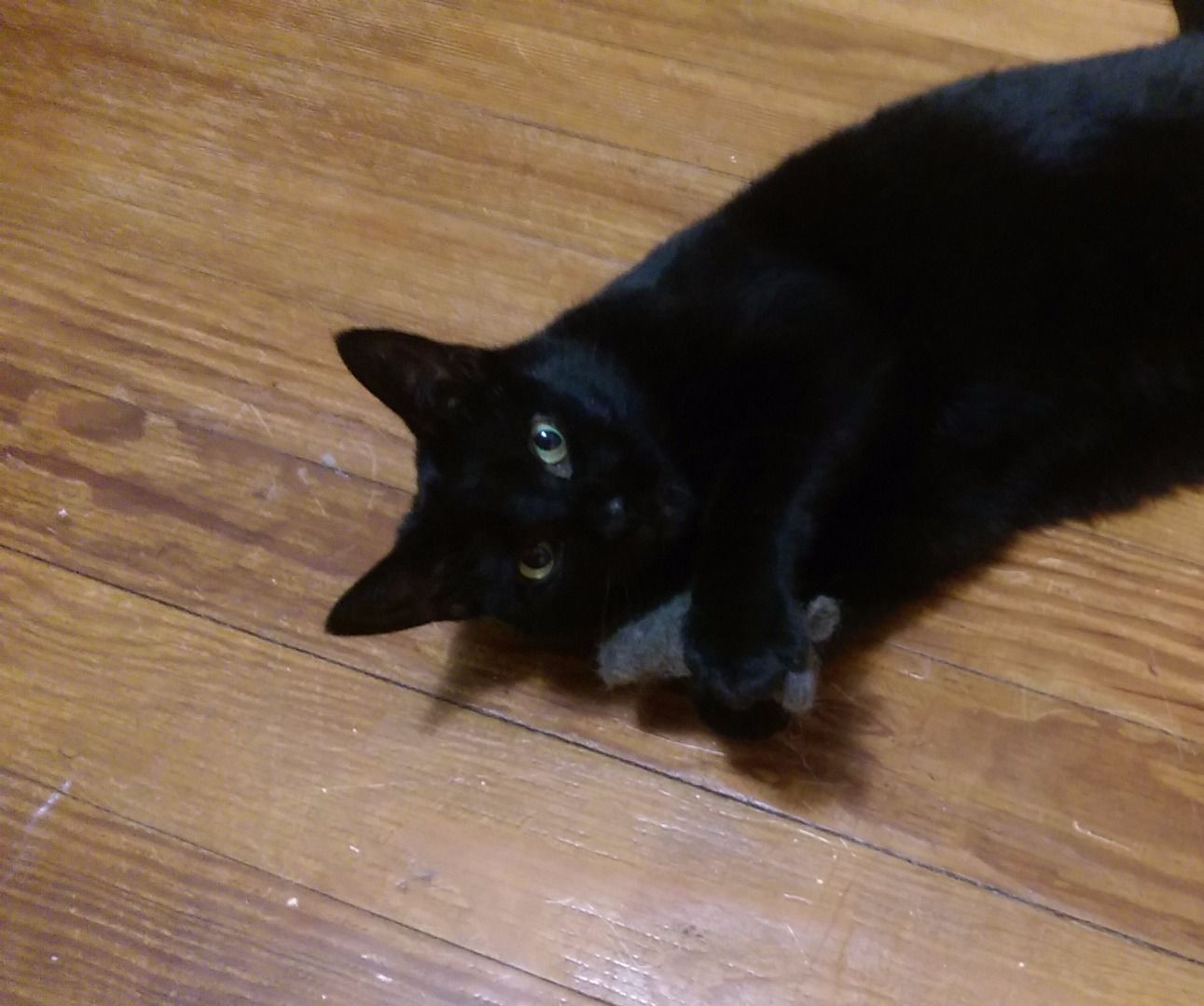 Wooly Mouse Cat Toy : 8 Steps (with Pictures) - Instructables